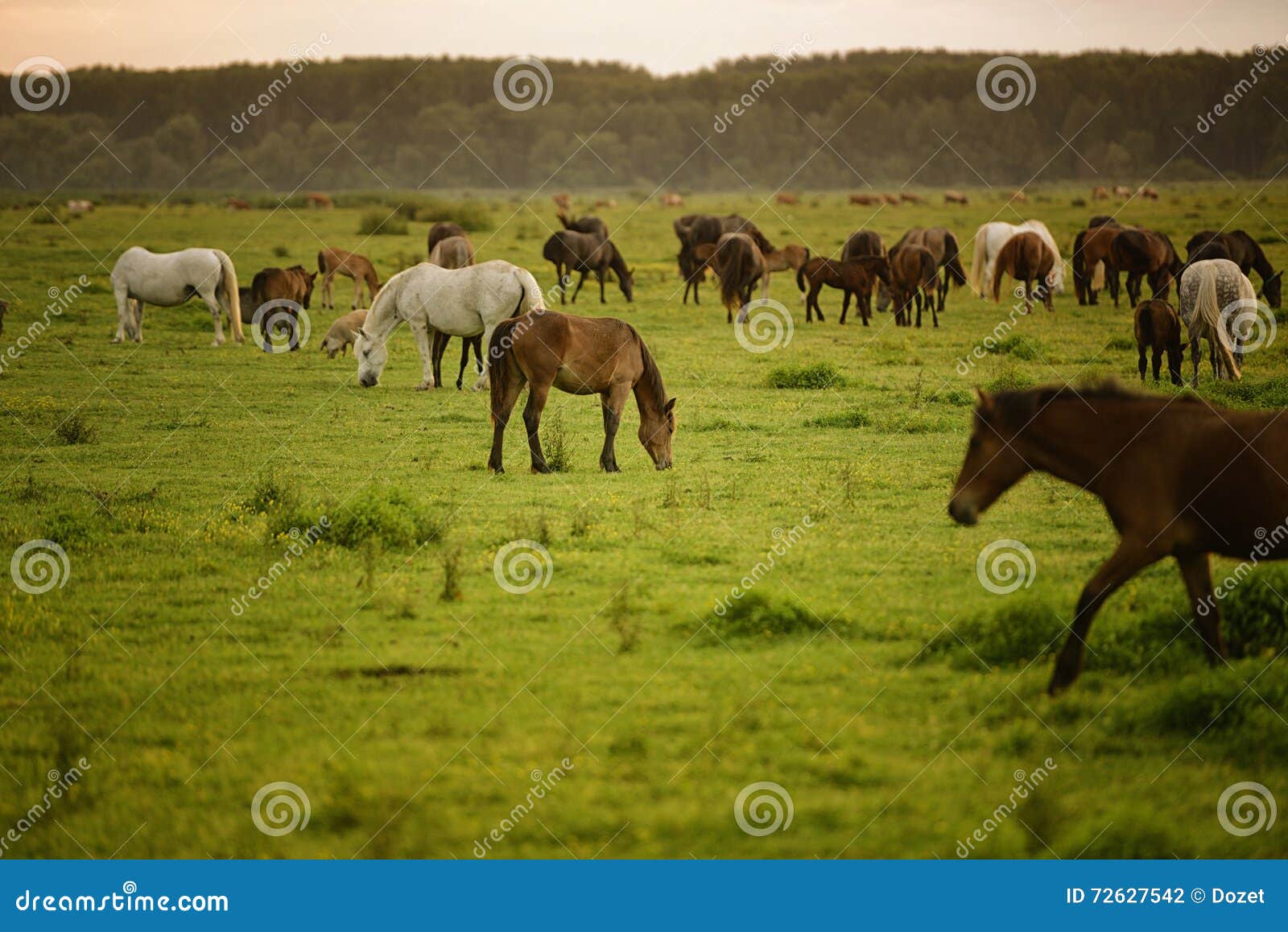 Horses in a field stock photo. Image of stallion, mother - 72627542