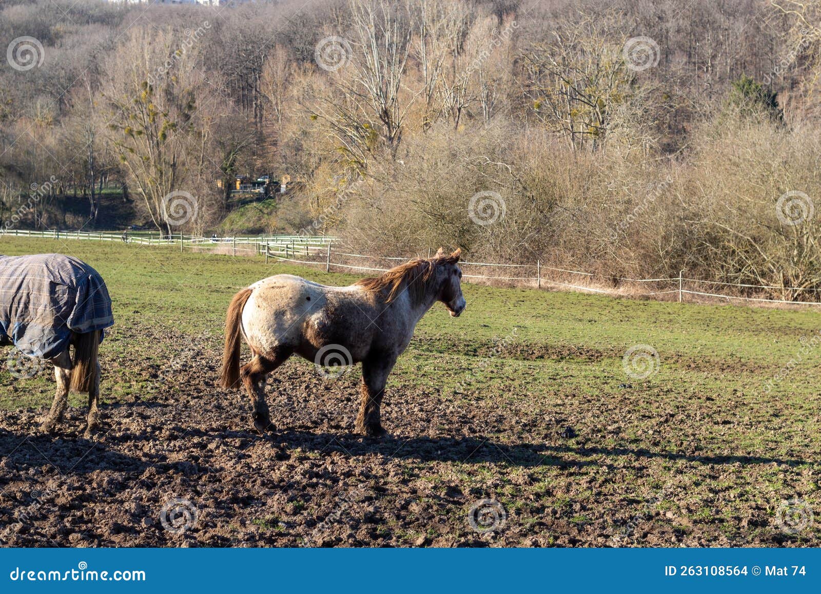 Horses in the field stock photo. Image of running, rural - 263108564