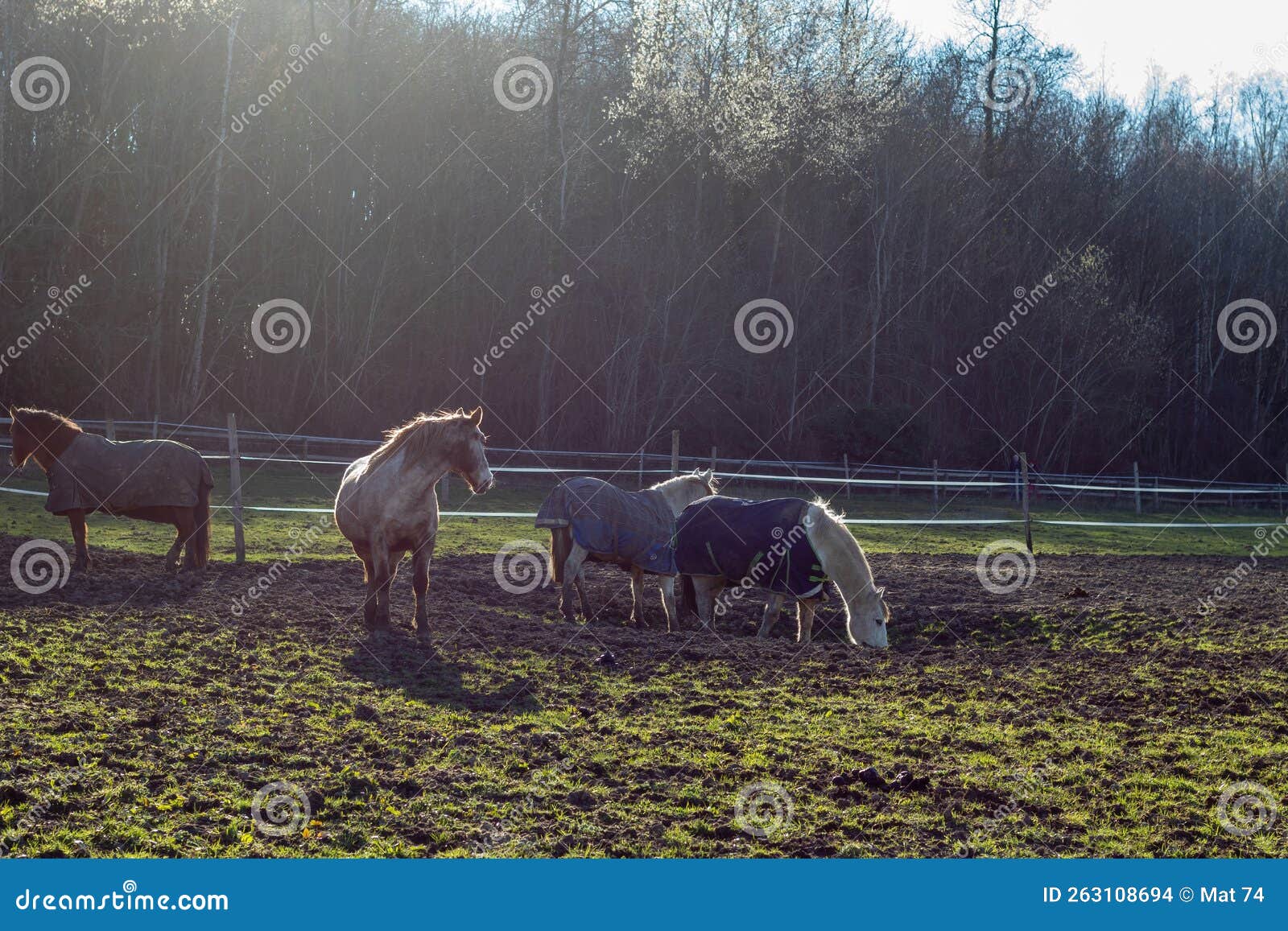 Horses in the field stock photo. Image of animals, background - 263108694