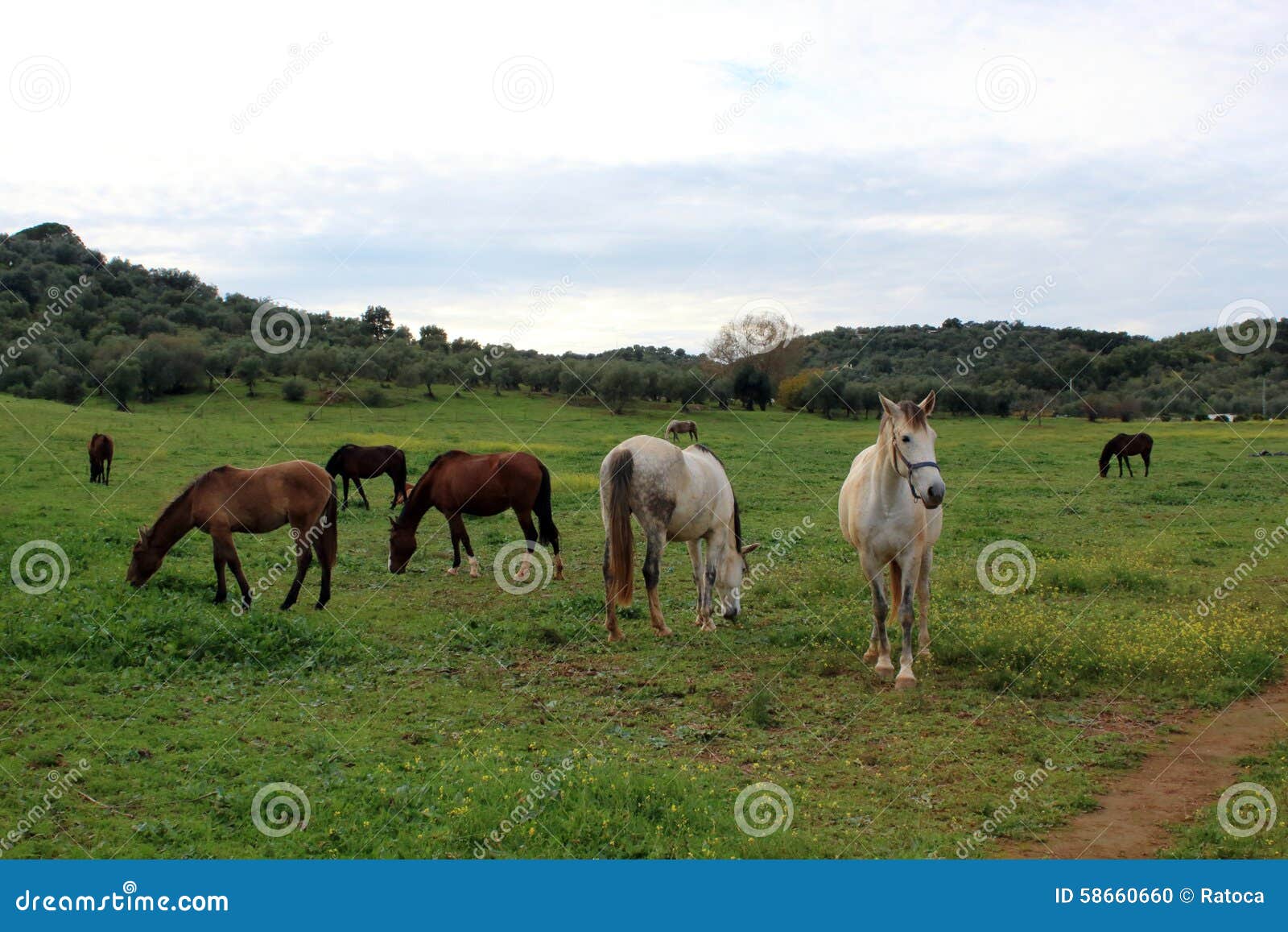 Horses in field stock photo. Image of nature, field, summer - 58660660