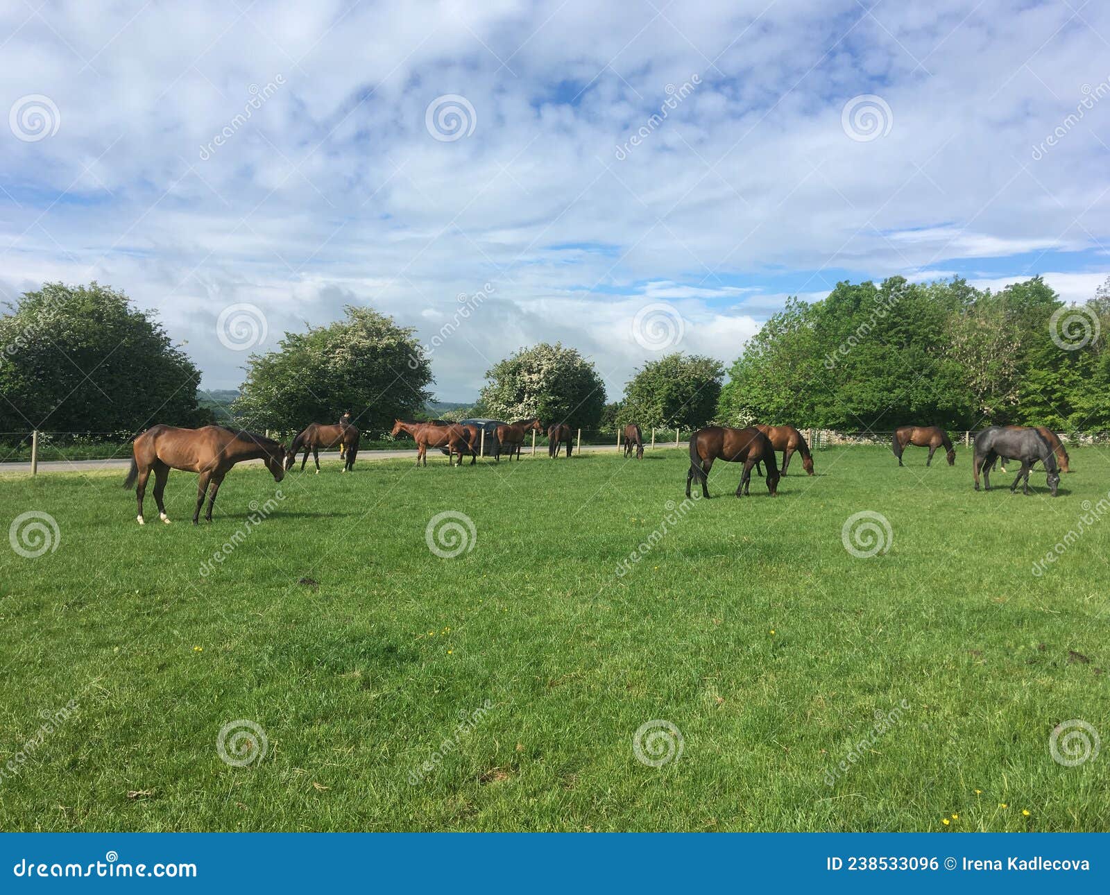 Horses in the Field Spring Time Stock Photo - Image of time, animal ...