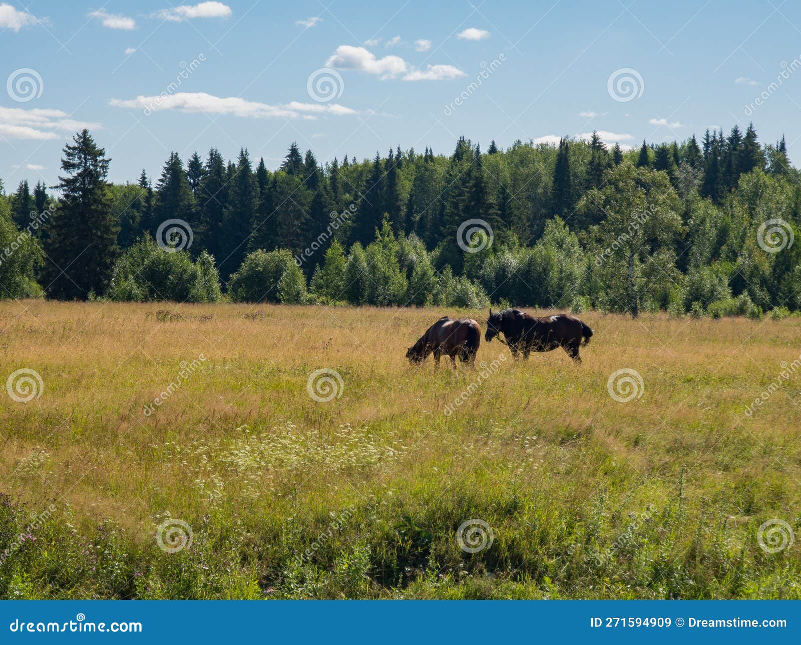 Horses in the field stock image. Image of herd, landscape - 271594909