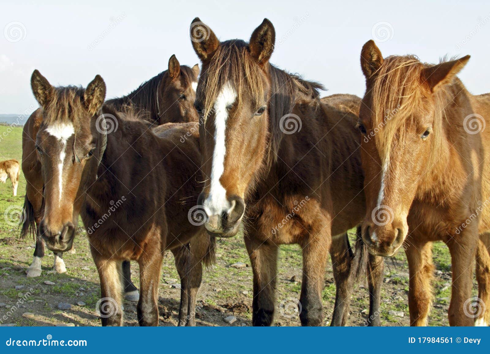 Horses in the fields stock image. Image of farm, agricultural - 17984561