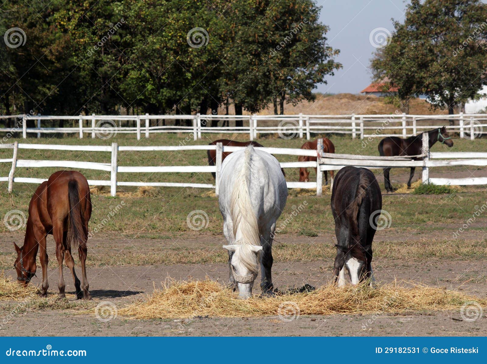 Horses and foals in corral stock image. Image of mammal - 29182531