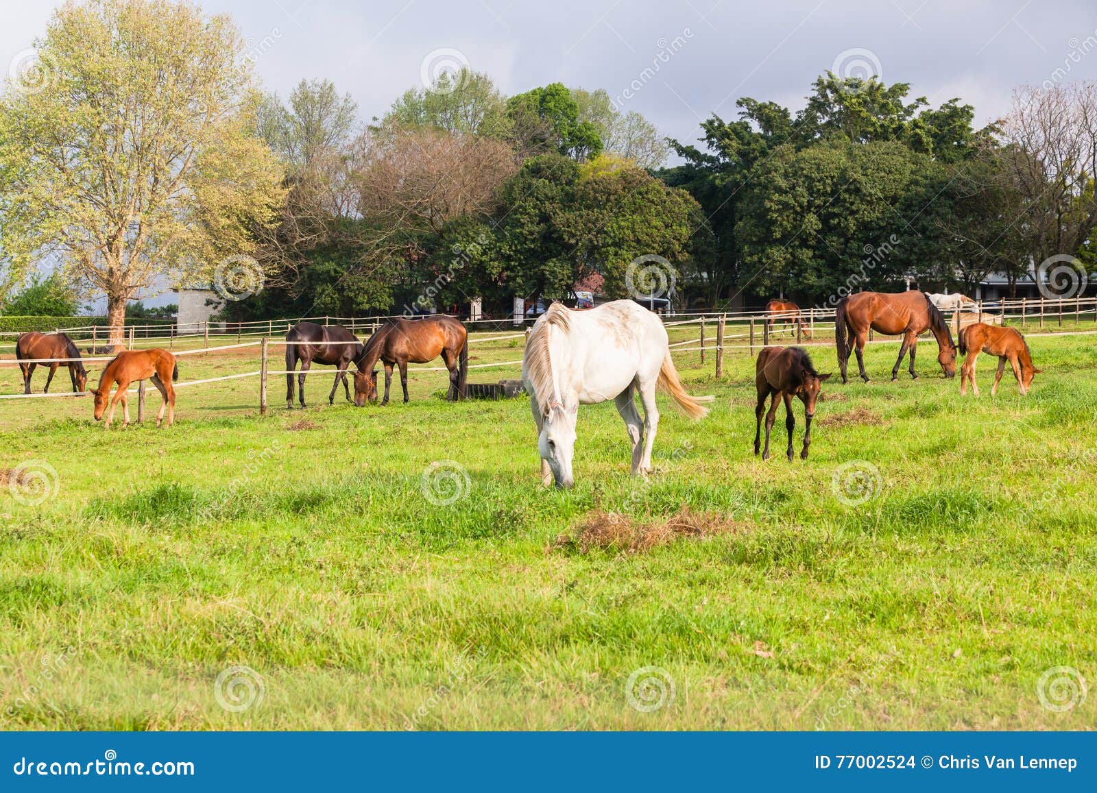 Horses Foals Farm stock photo. Image of paddock, equestrian - 77002524