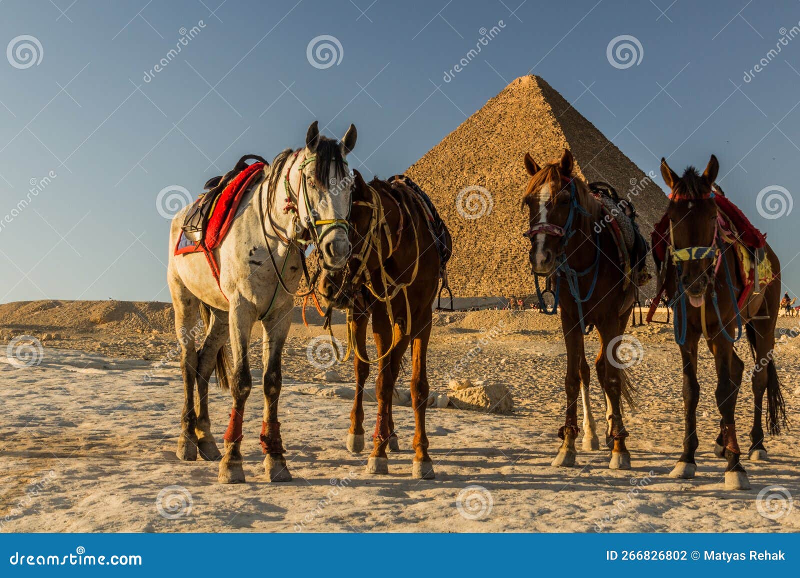 Horses in Front of the Great Pyramids of Giza, Egy Editorial ...