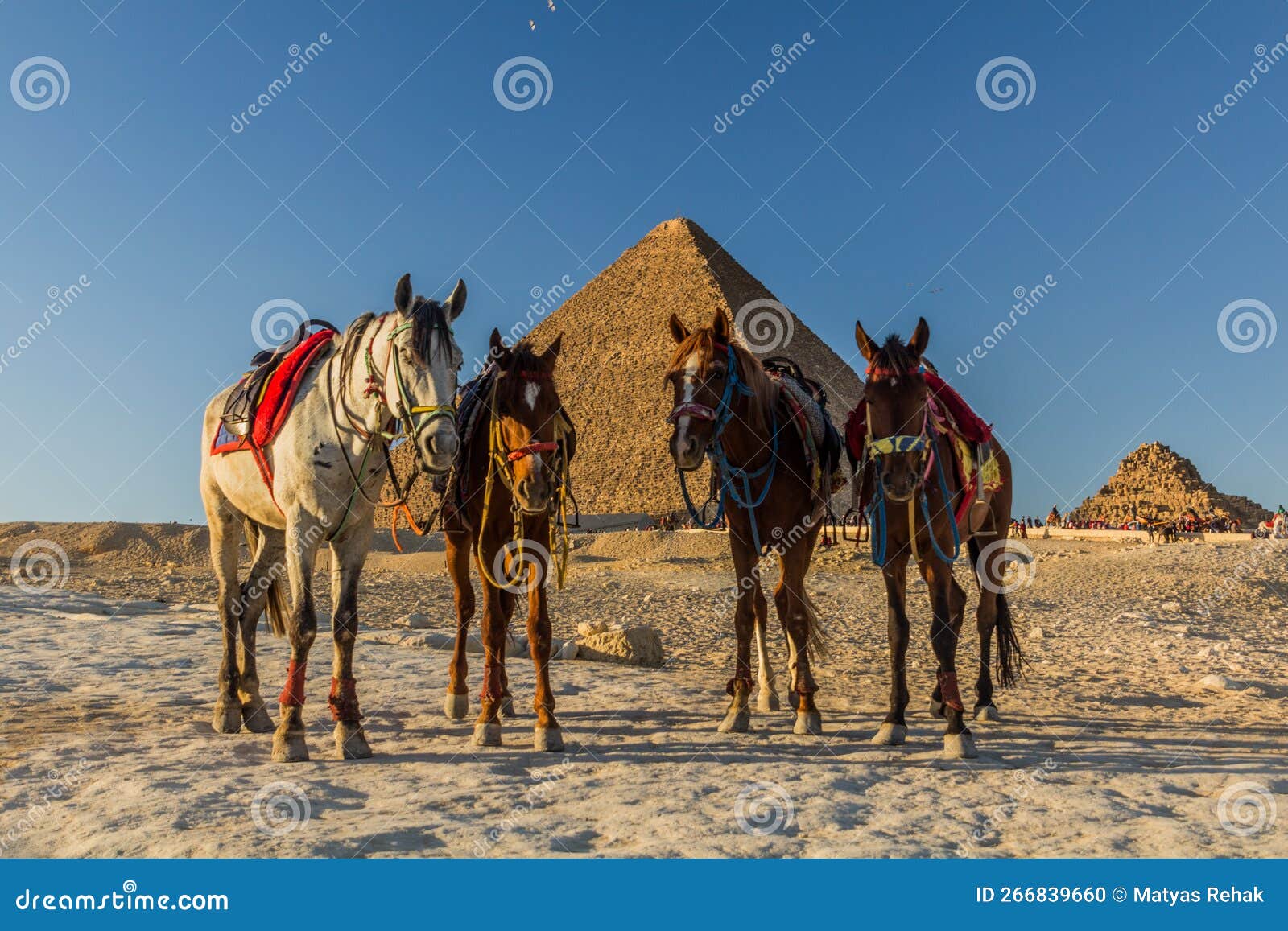Horses in Front of the Great Pyramids of Giza, Egy Stock Photo - Image ...