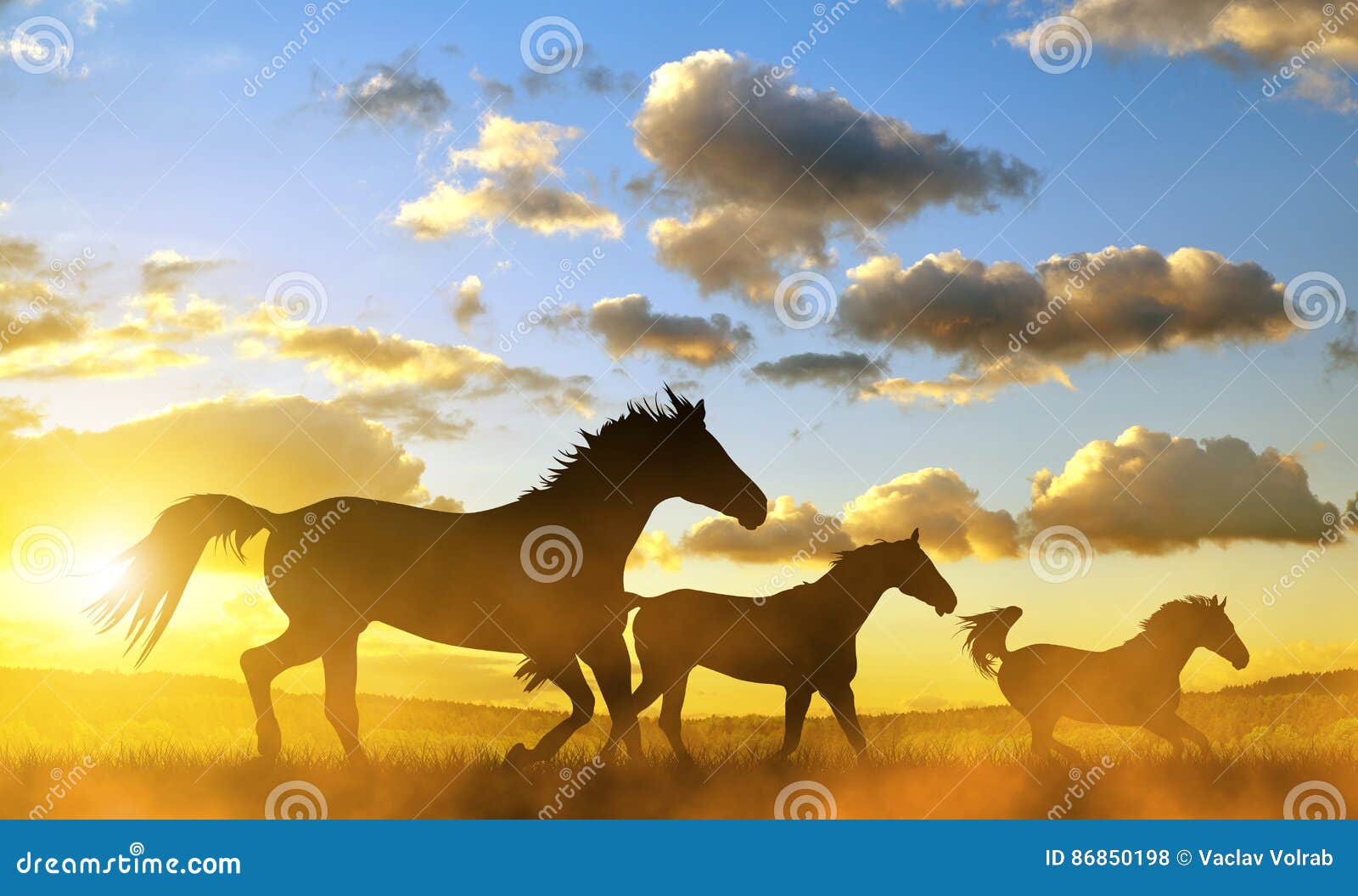 Horses in gallop at sunset stock photo. Image of nature - 86850198