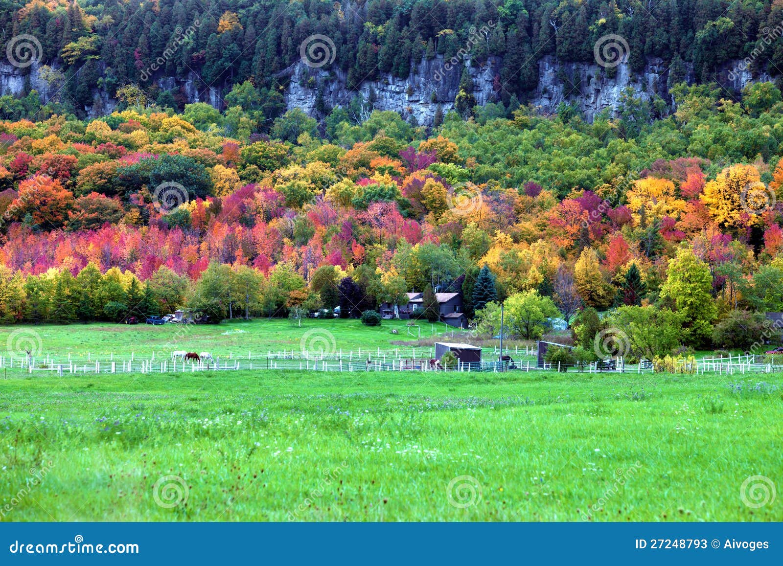 Horses Gazing in Fall Colors of Niagara Escarpment Stock Image - Image ...