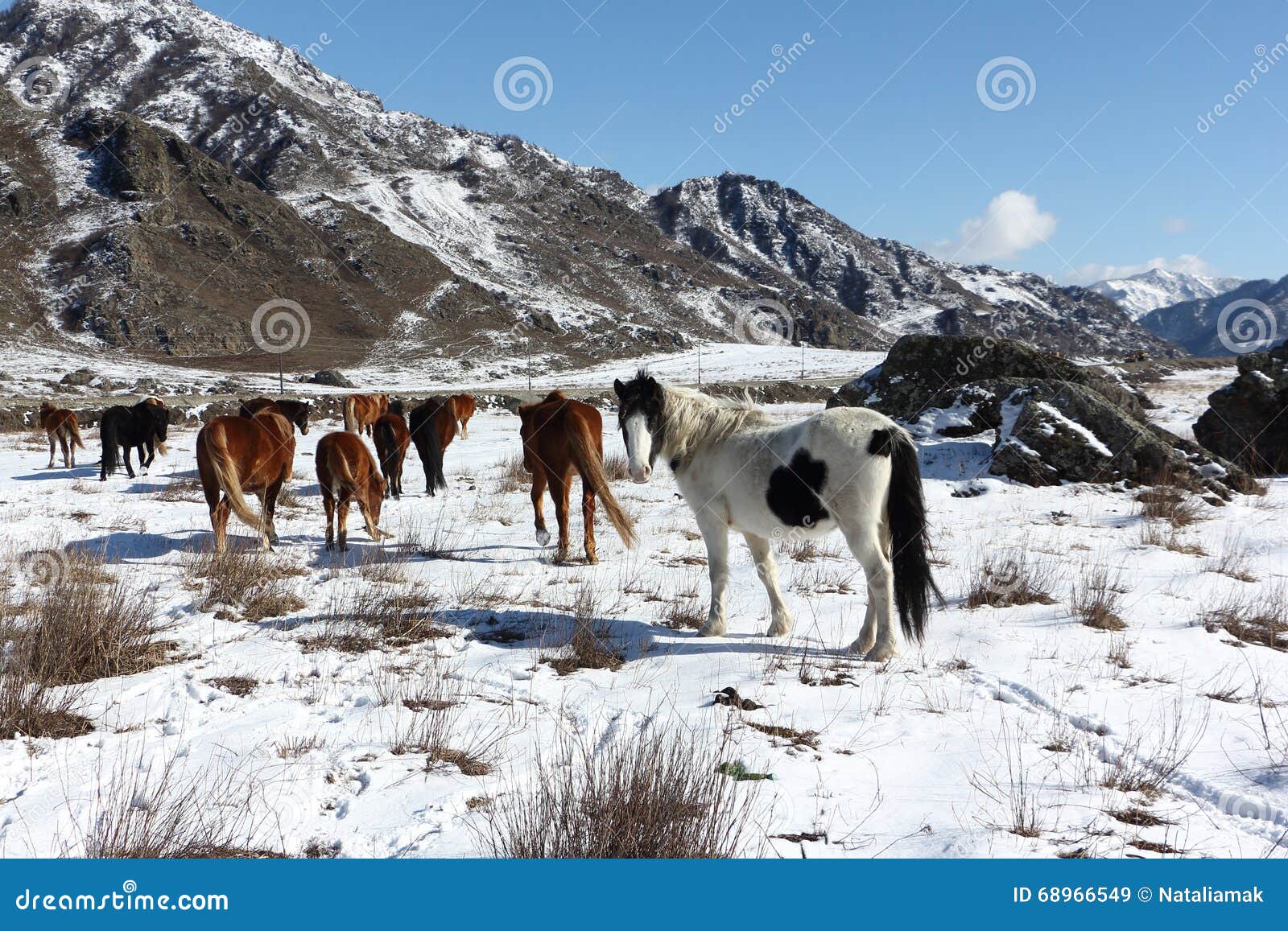 The Horses Going from a Pasture on Snow among Mountains Stock Image ...