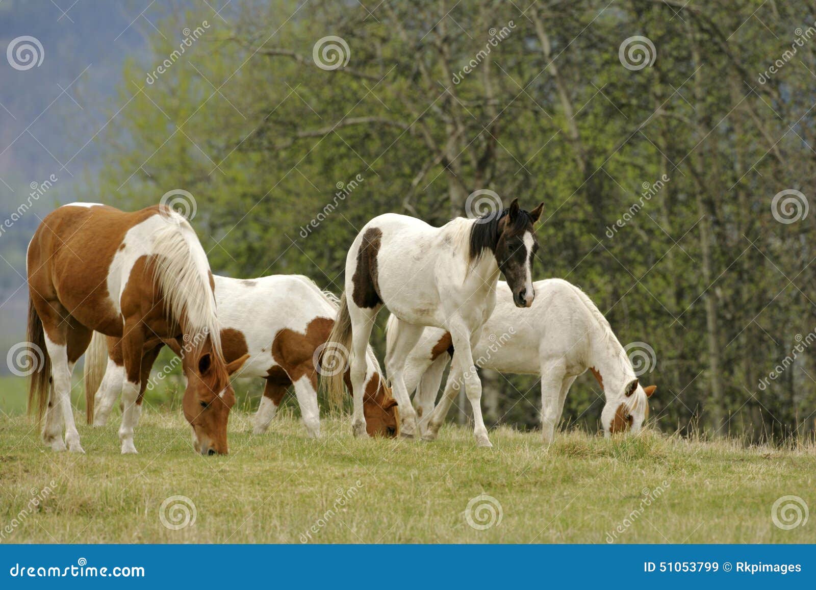 1,379 Grassing Stock Photos - Free & Royalty-Free Stock Photos from ...