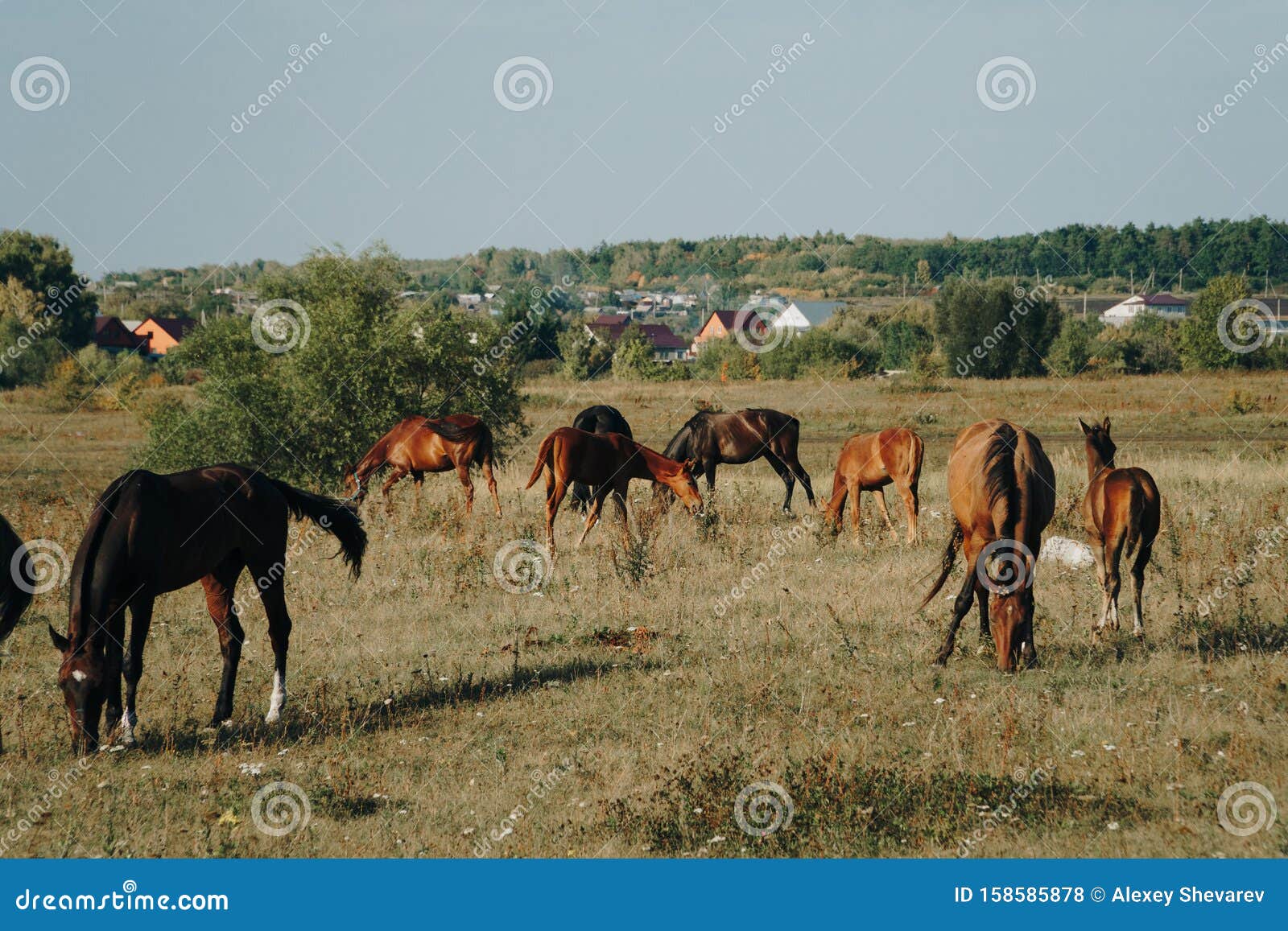 Horses Graze Outdoors in the Autumn Field 1 Stock Photo - Image of ...