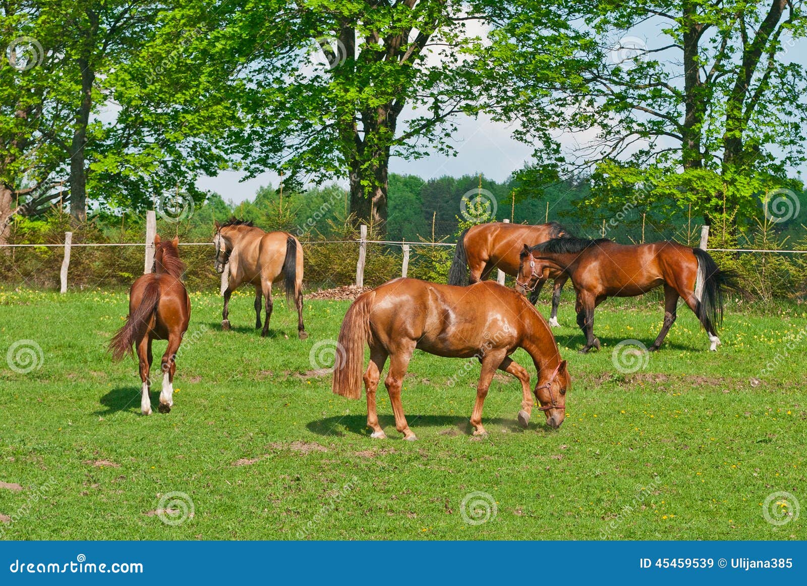Horses are Grazed on a Meadow Stock Image - Image of sights, landscape ...