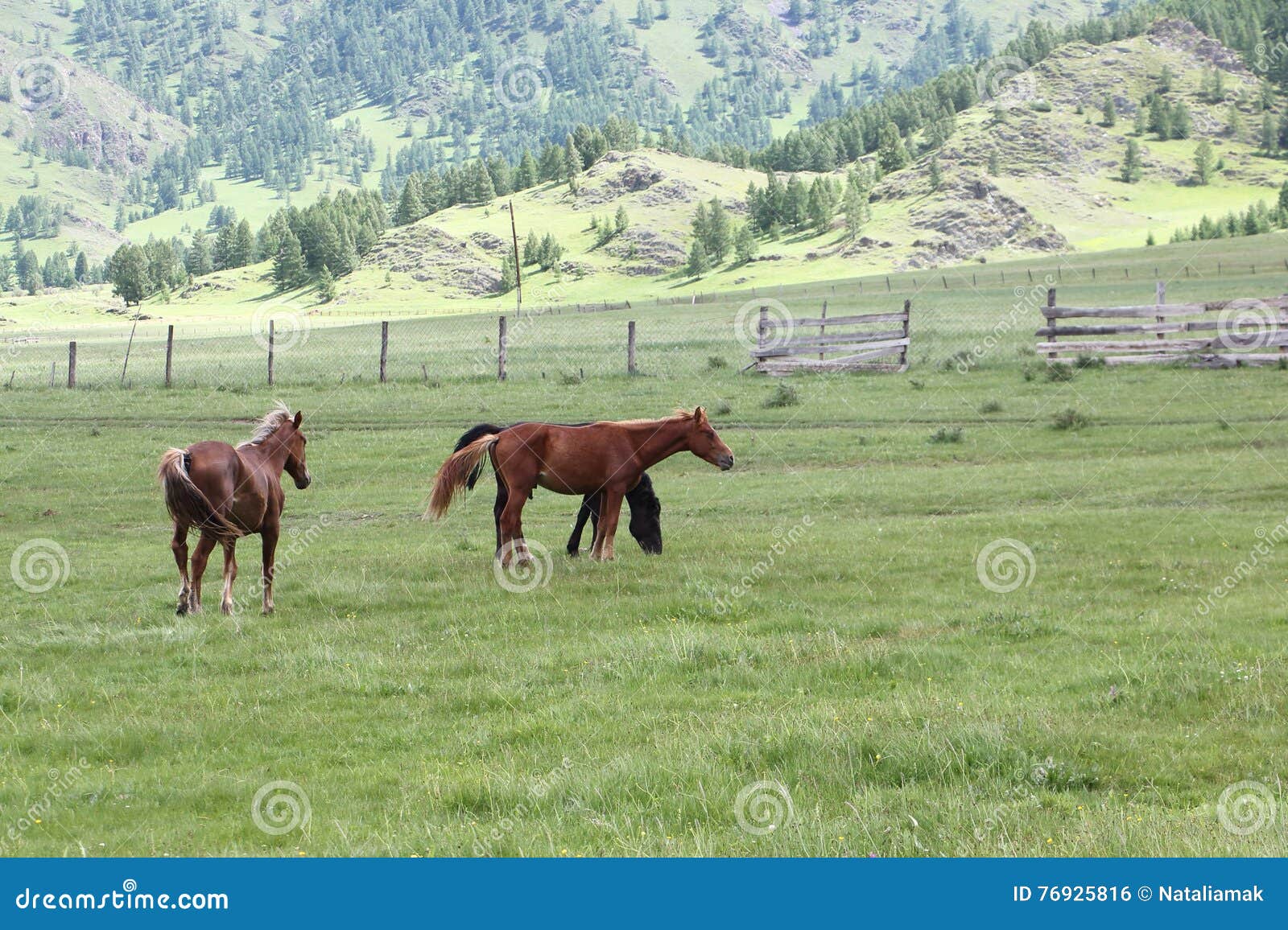 Horses are Grazed at the Mountain, Russia, Altai Stock Photo - Image of ...
