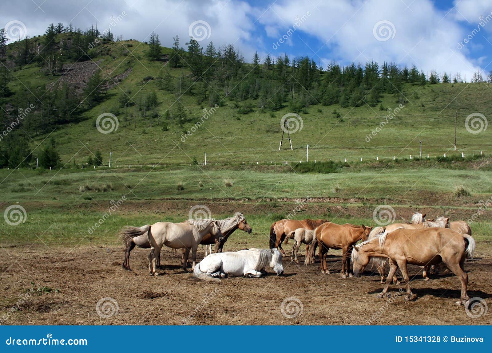 Horses grazing stock photo. Image of meadow, beautiful - 15341328
