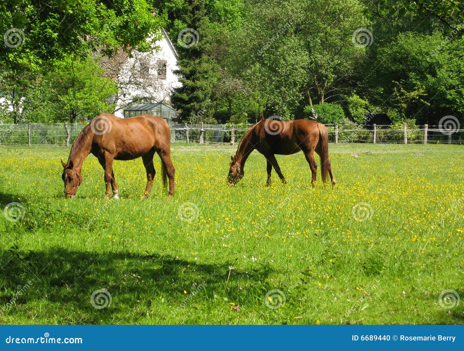 Horses grazing stock photo. Image of green, nature, rural - 6689440