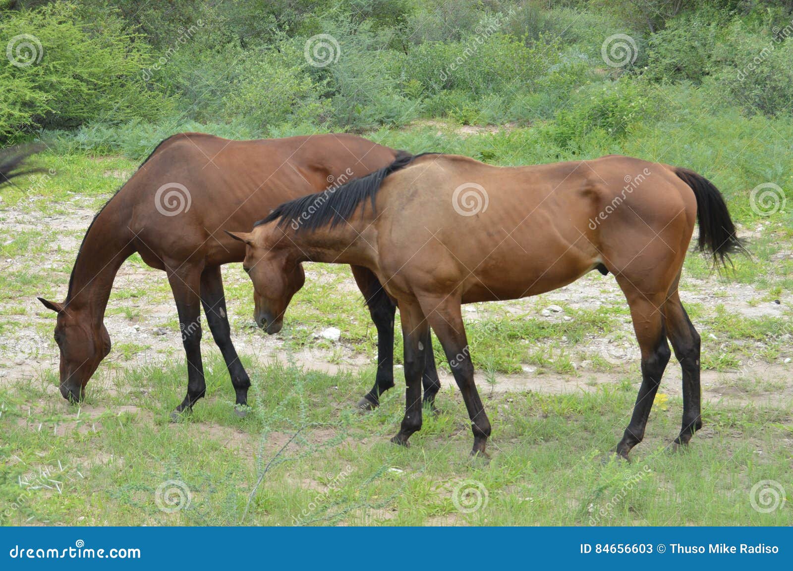 Horses grazing stock image. Image of meadow, mane, bridle - 84656603