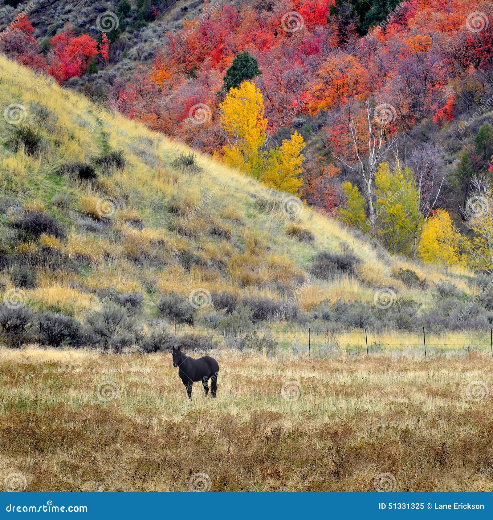 Horses Grazing in Fall stock image. Image of grass, calm - 51331325