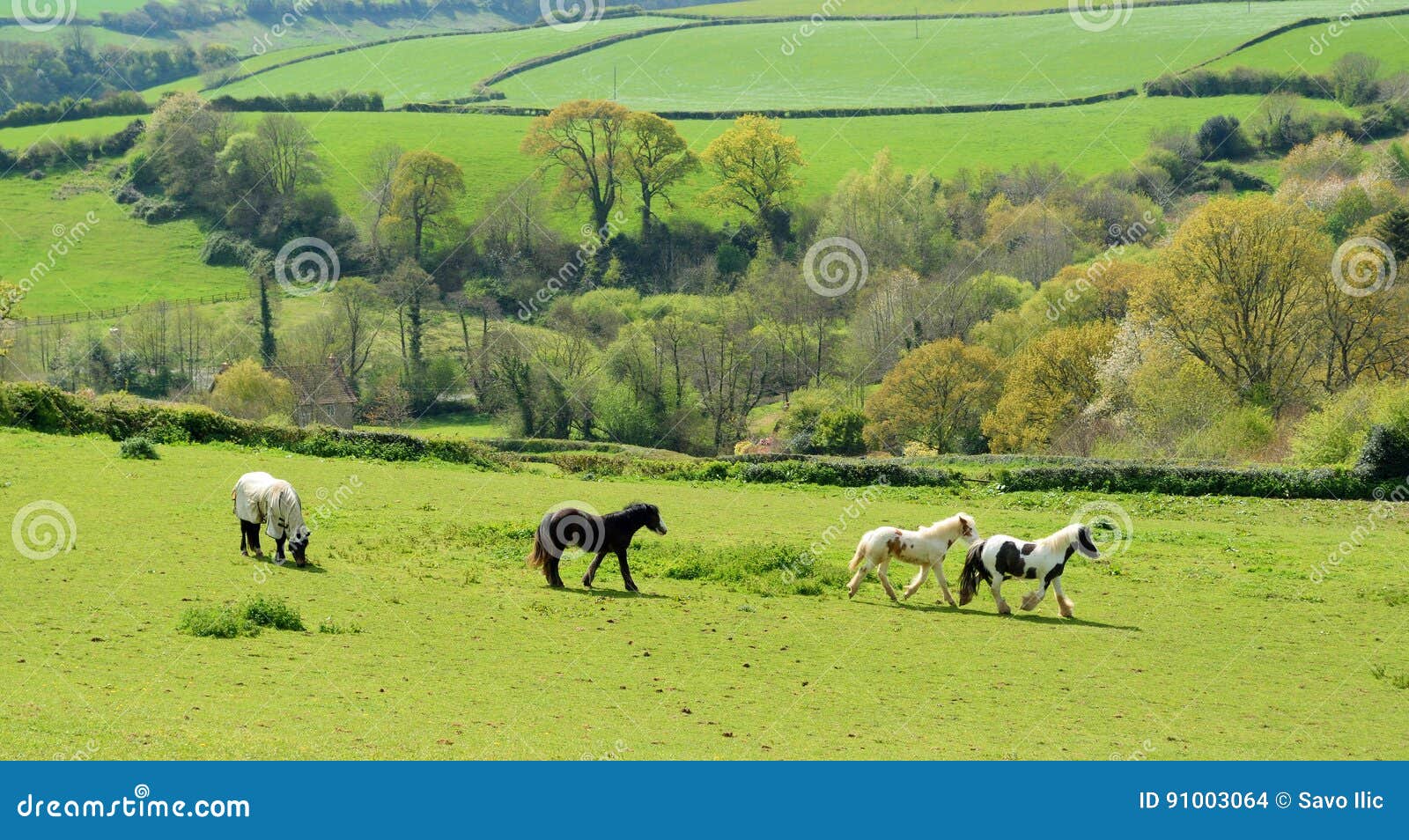 Horses Grazing on a Farmland Stock Photo - Image of green, outdoor ...