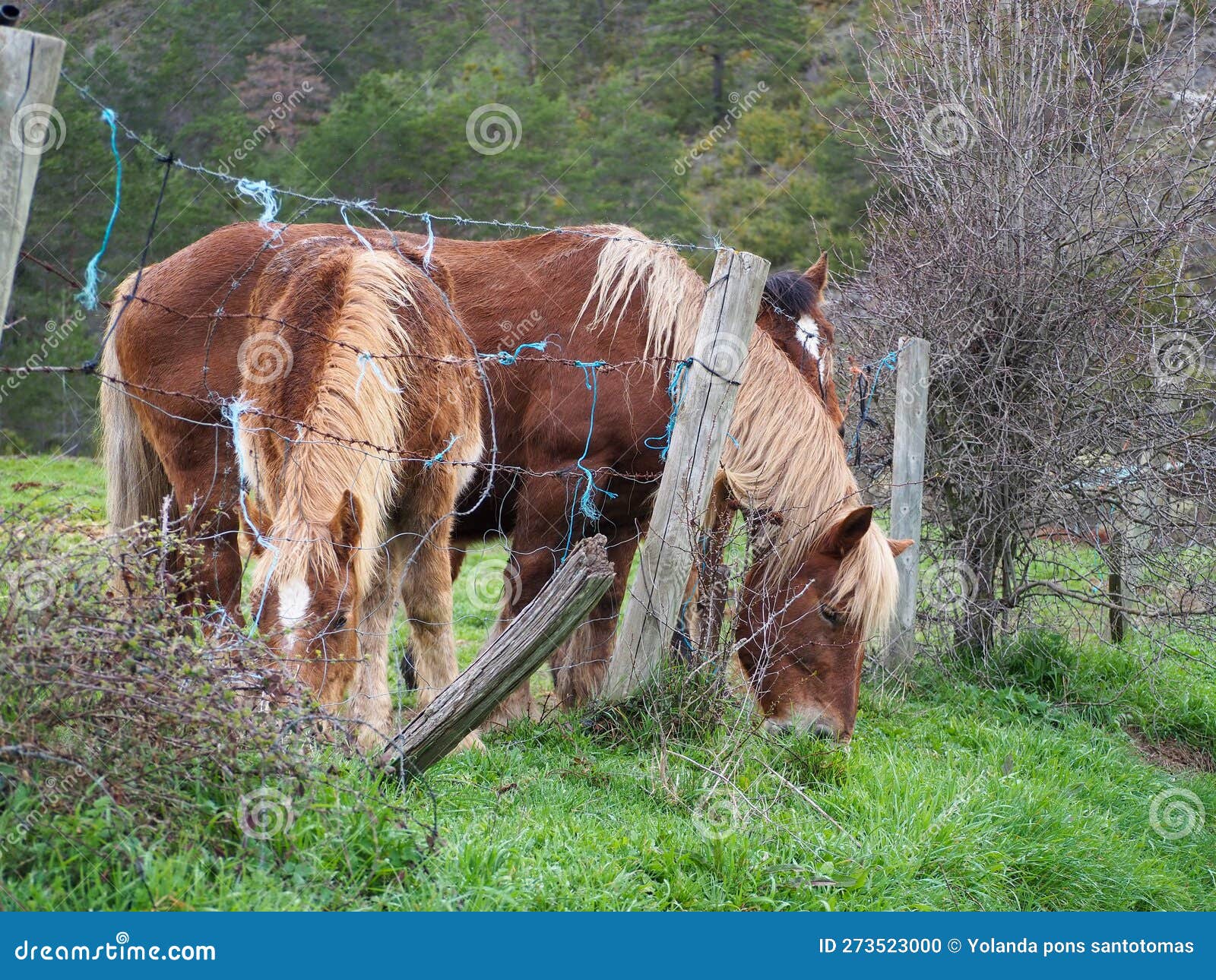 Horses Grazing in the Fence of a Farm Stock Photo - Image of animals ...
