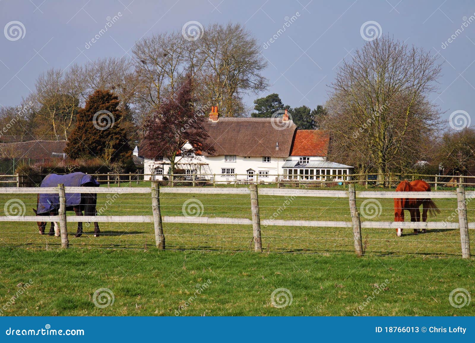 Horses Grazing in a Paddock Stock Image - Image of peace, nostalgia ...