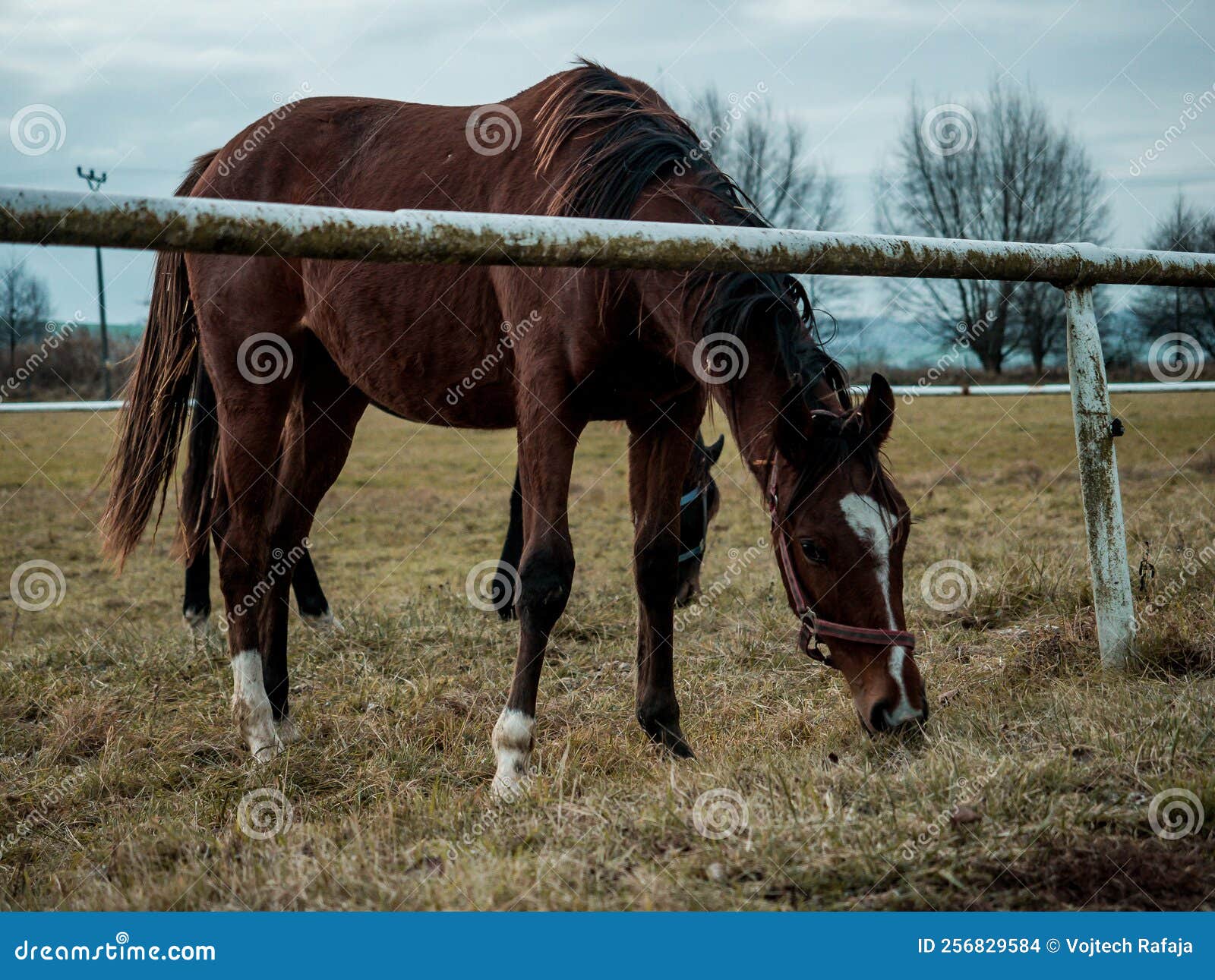 Horses Grazing in the Paddock in Winter Stock Photo - Image of domestic ...