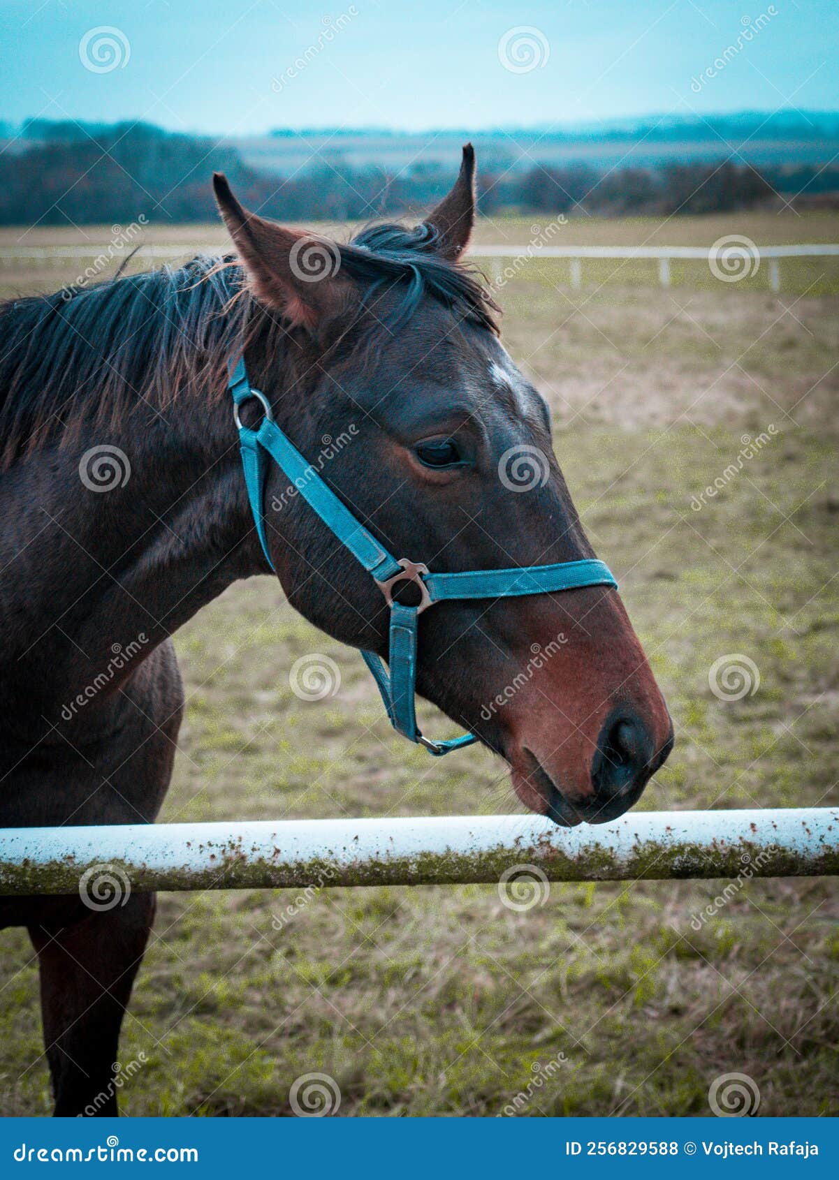Horses Grazing in the Paddock in Winter Stock Photo - Image of winter ...