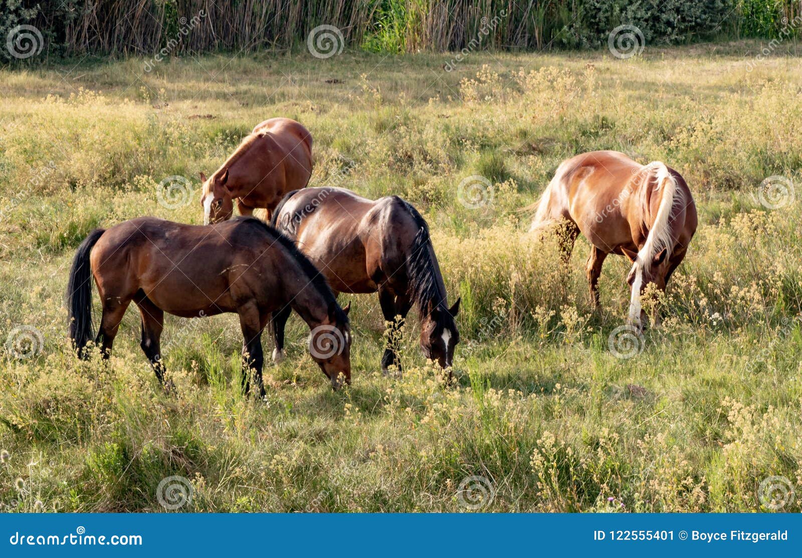 Horses Grazing in a Pasture Stock Image - Image of equestrian, farm ...