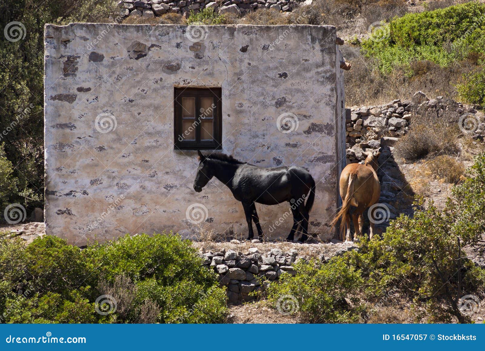 Horses in Greek province stock image. Image of farm, brown - 16547057