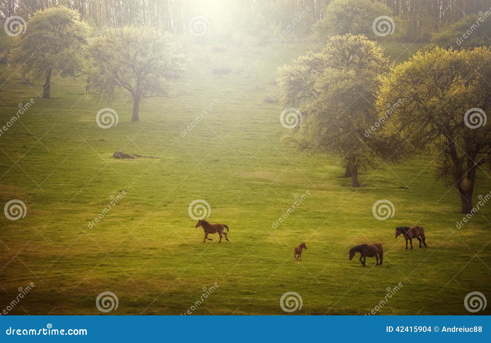 Horses On Green Meadow In Spring Stock Photography | CartoonDealer.com ...
