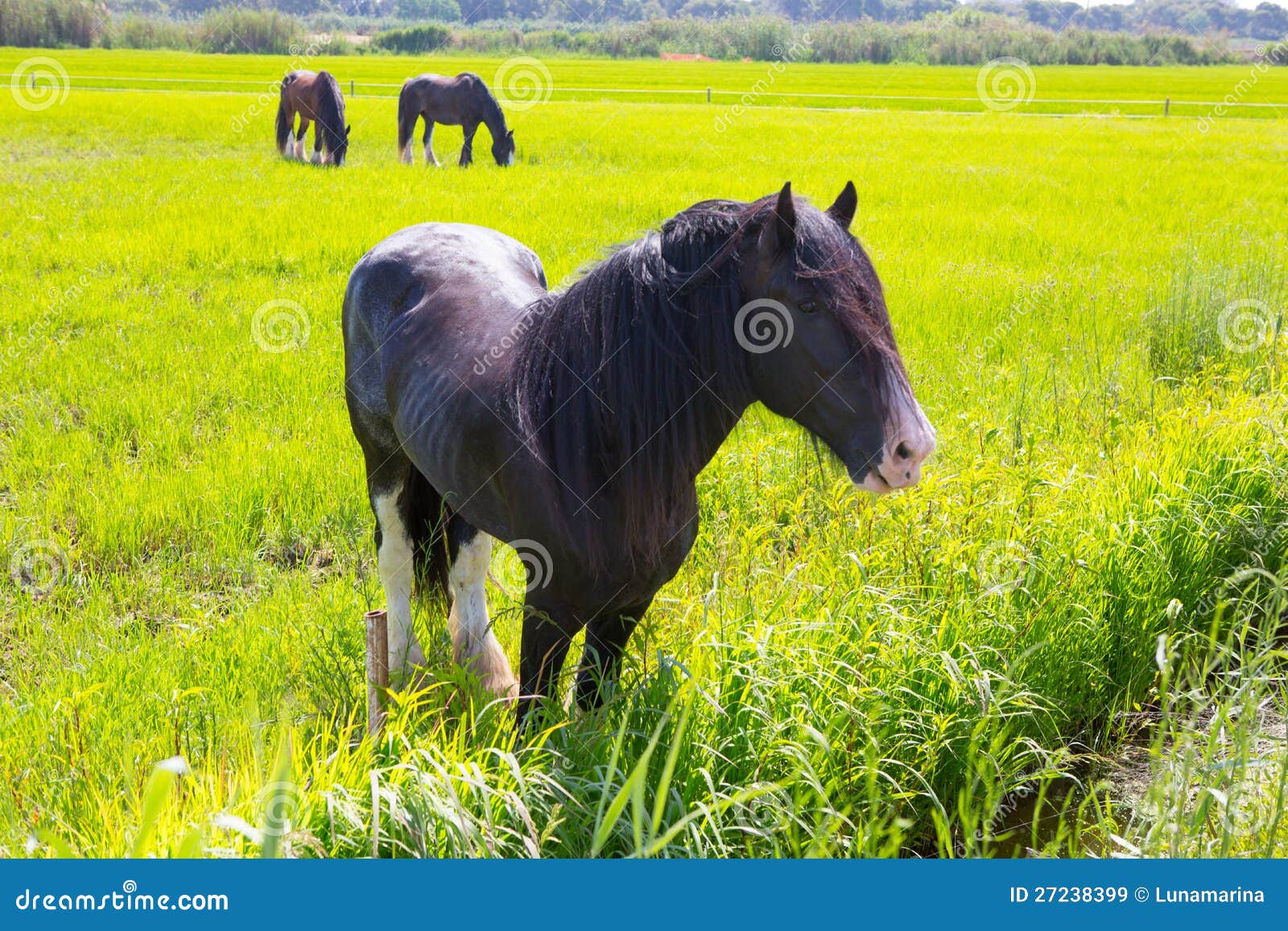 Horses in Green Yellow Spring Meadow Stock Image - Image of mare, mane ...