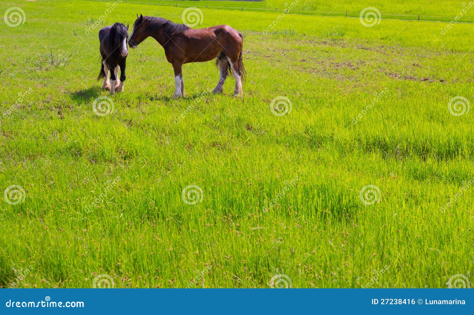 Horses in Green Yellow Spring Meadow Stock Photo - Image of mane ...