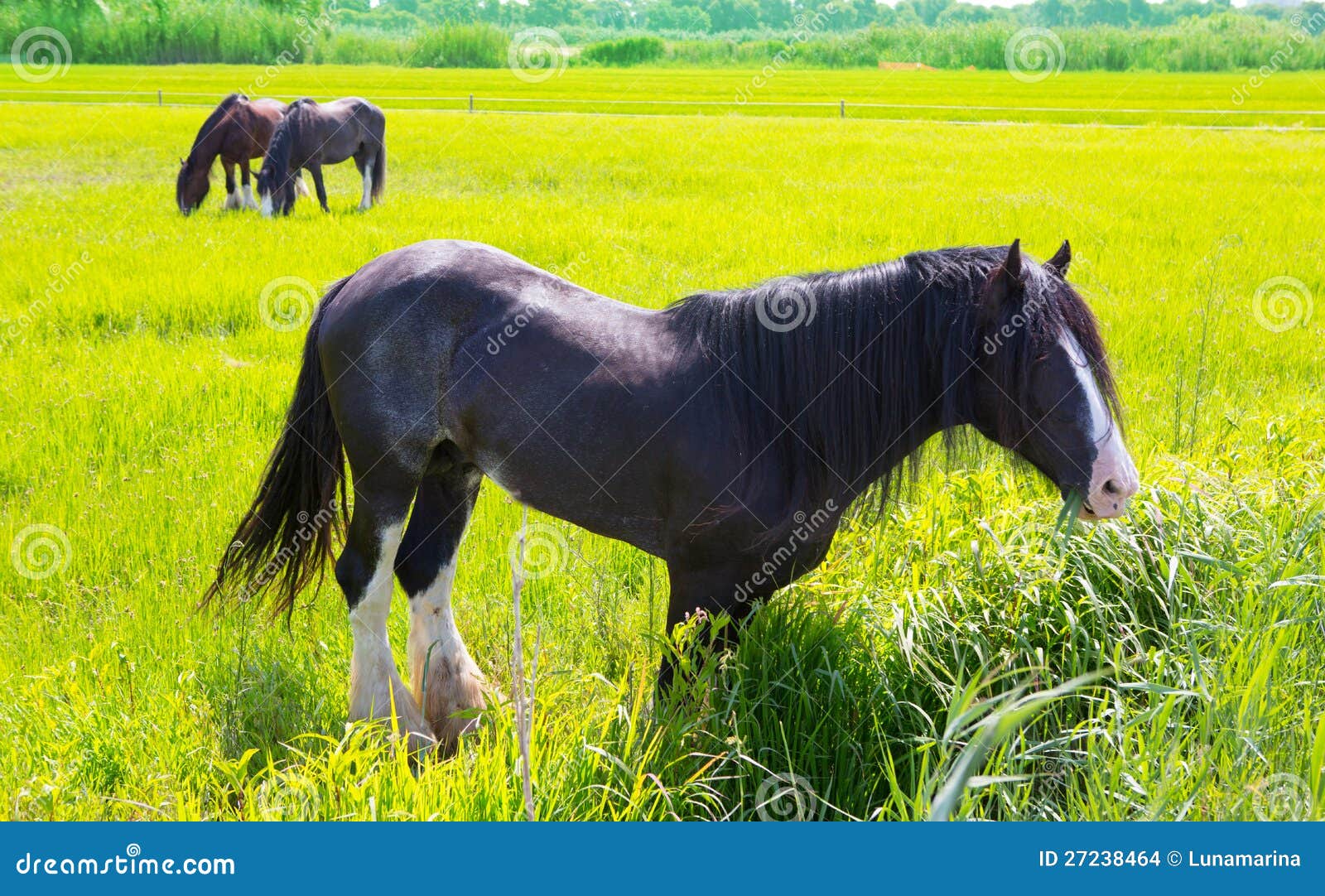 Horses in Green Yellow Spring Meadow Stock Photo - Image of mountain ...