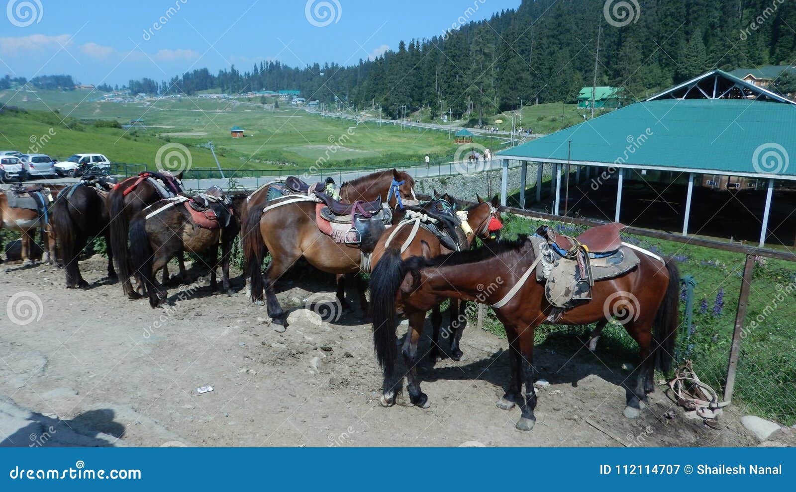 Horses in Gulmarg stock image. Image of kashmir, green - 112114707