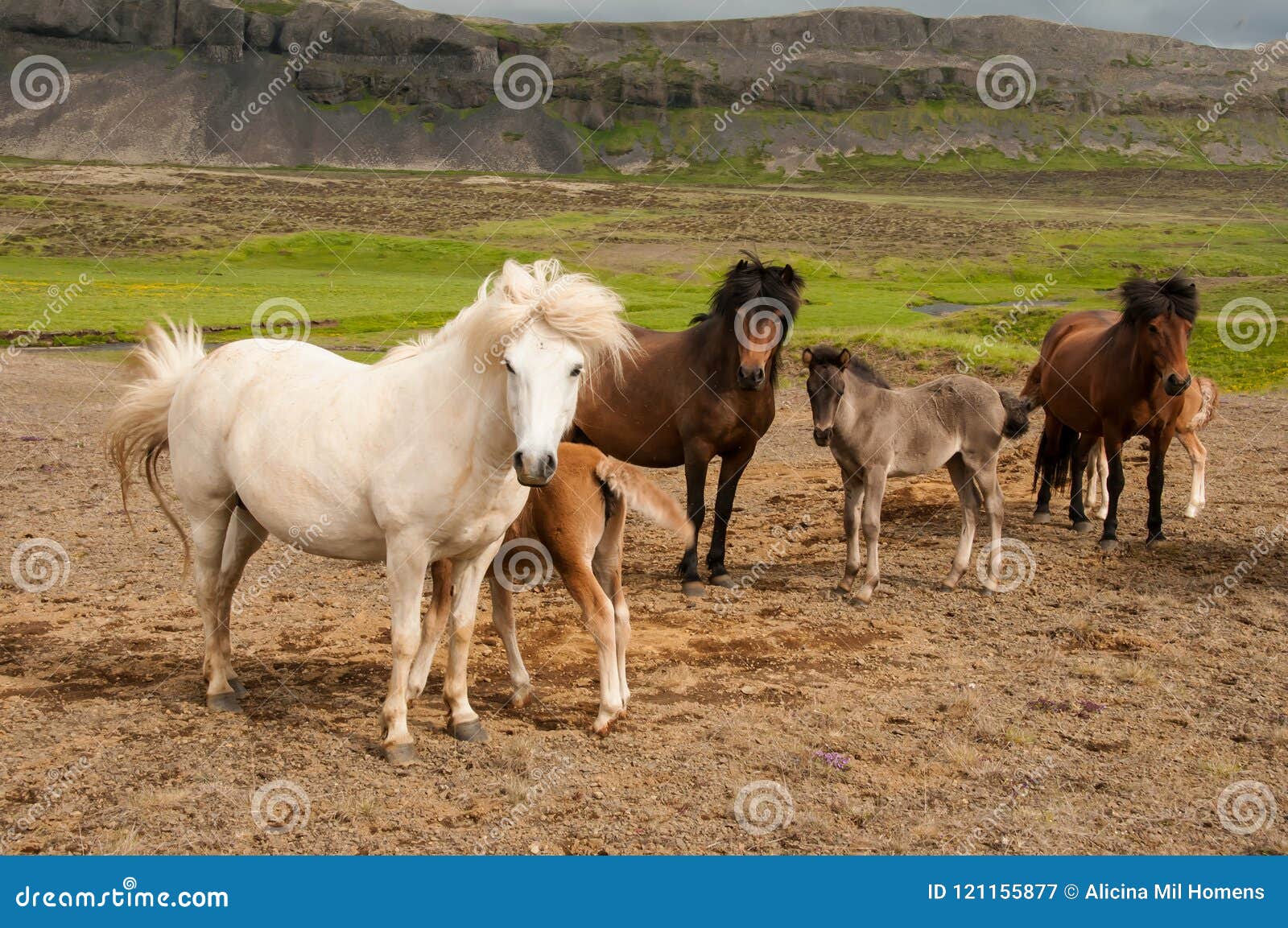 Horses and Her Little Foals Stock Image - Image of galloping, drinks ...