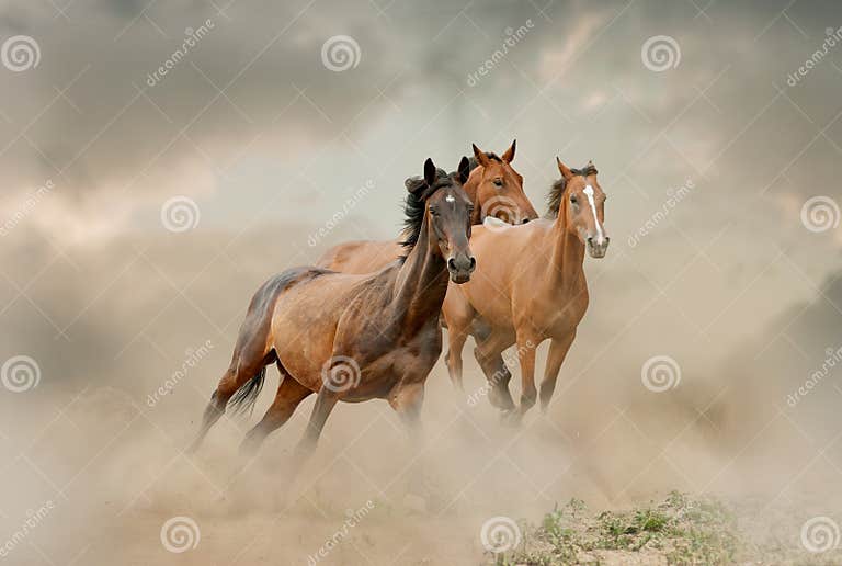 Horses herd in dust stock image. Image of beast, ground - 48846857
