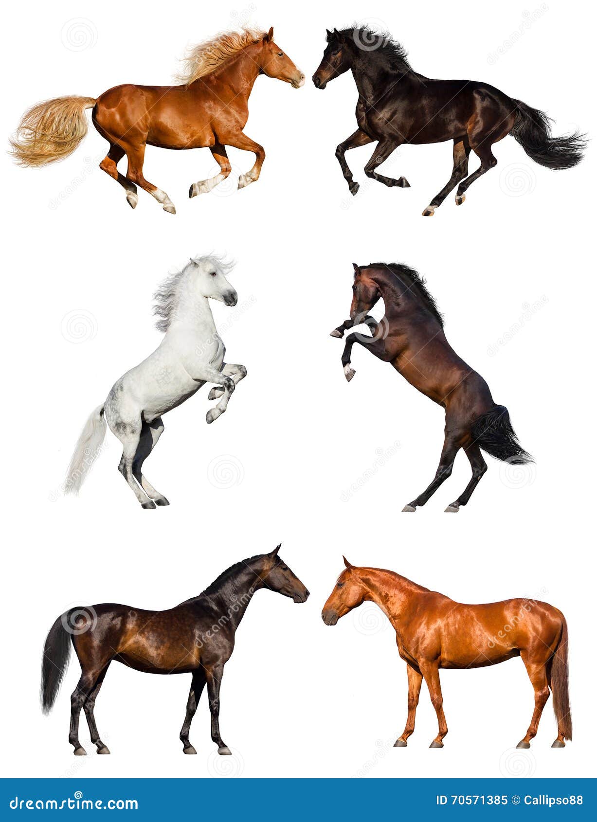 Horses isolated on white stock image. Image of forward - 70571385