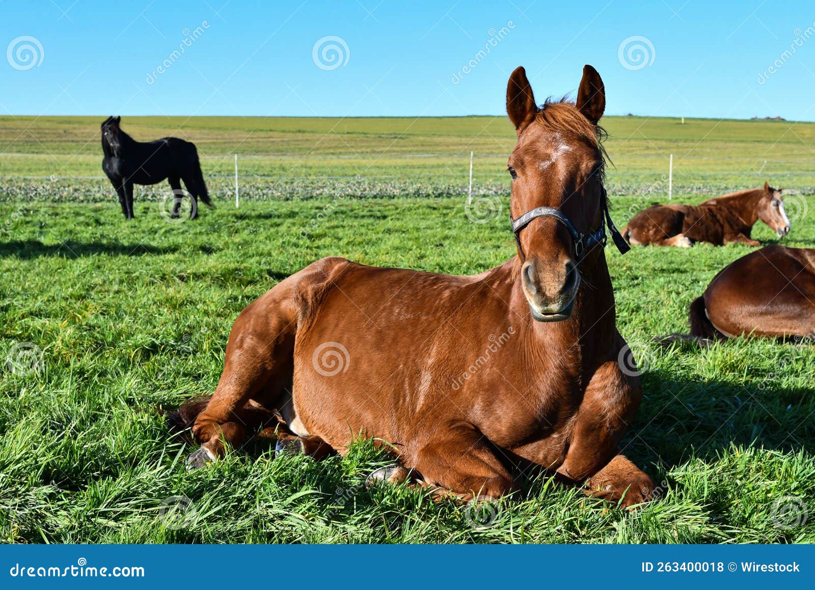 Horses Laying on Grassland in a Field Stock Photo - Image of laying ...