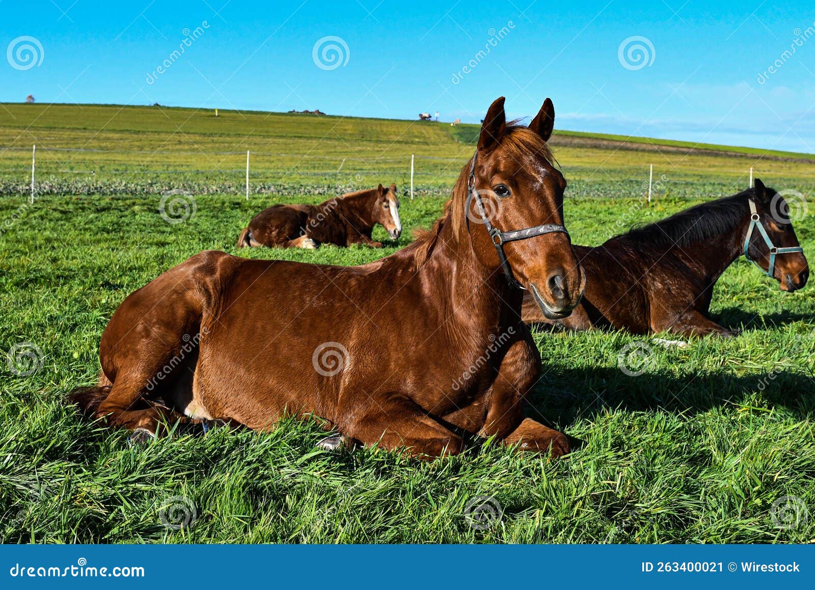 Horses Laying on Grassland in a Field Stock Image - Image of field ...