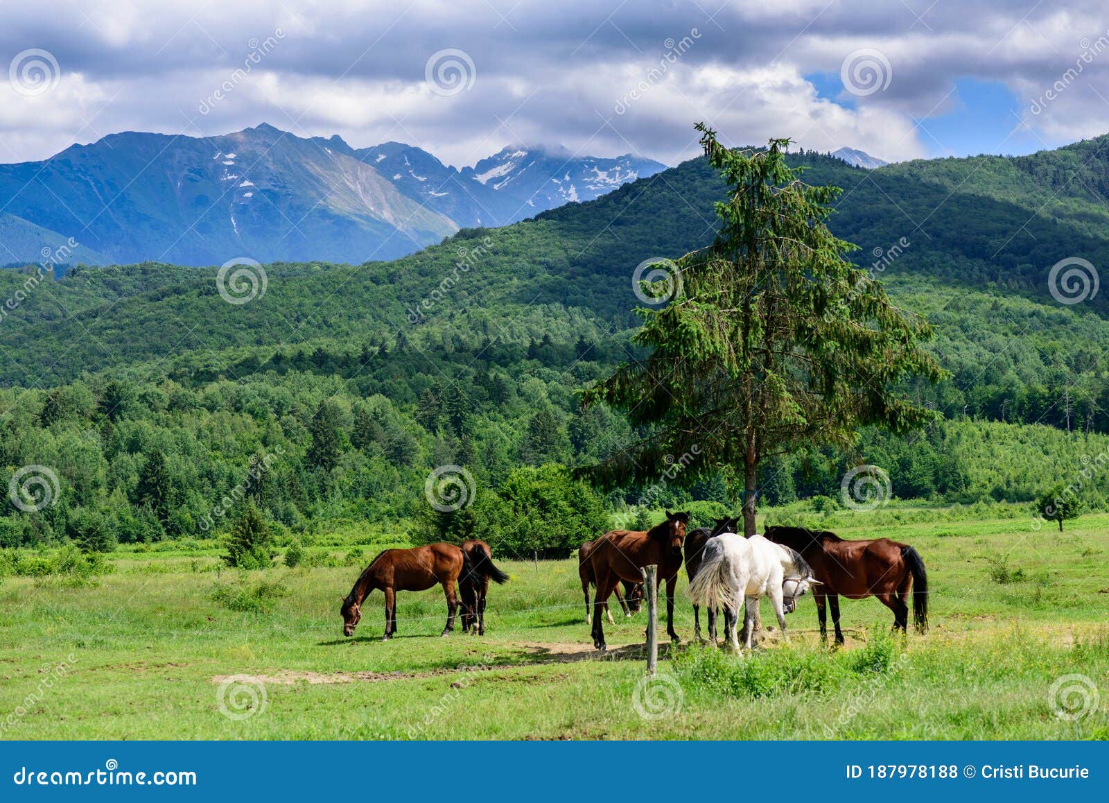 Crowd of horses stock photo. Image of looking, view - 187978188