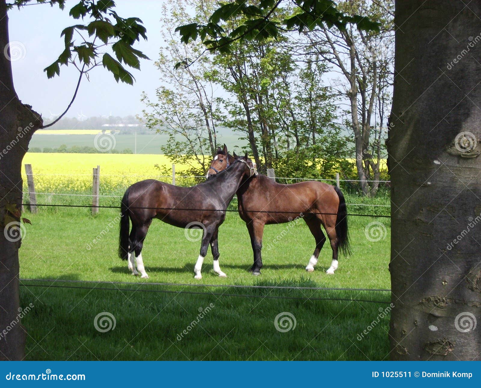 Horses in love stock image. Image of fascinating, grass - 1025511