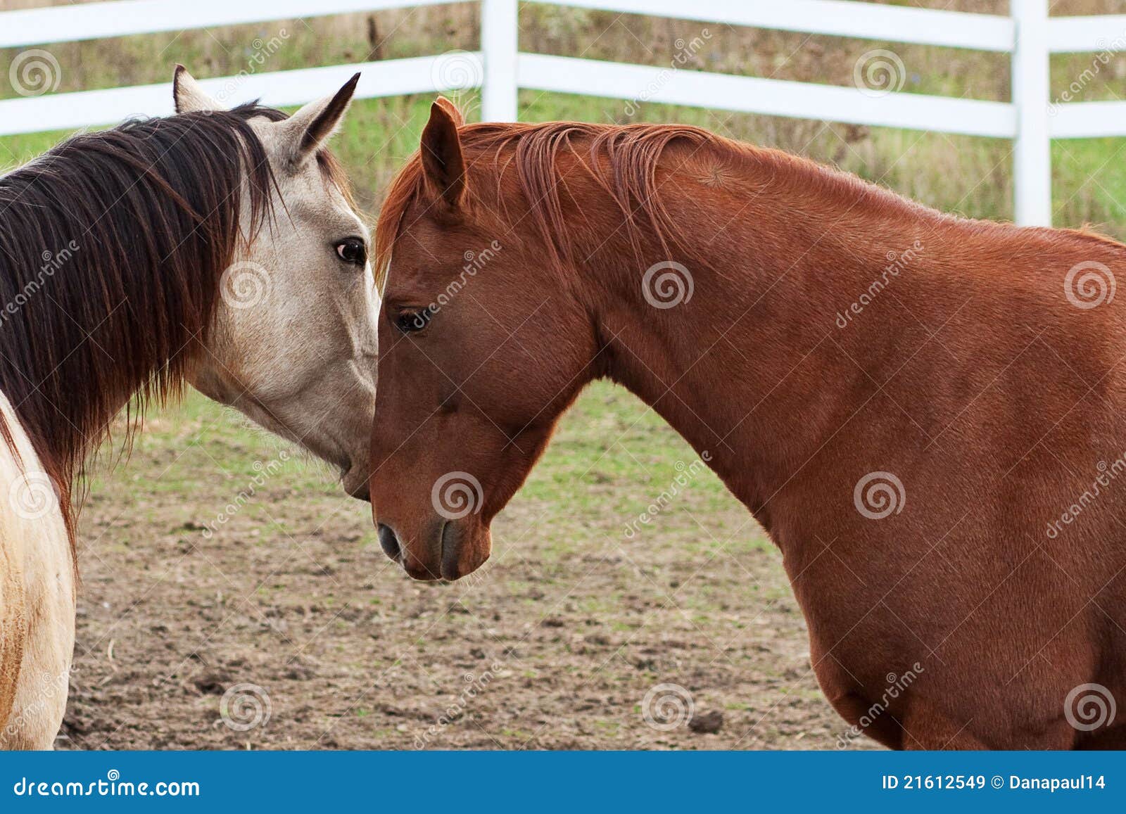 Horses in love stock image. Image of rural, feed, horse - 21612549