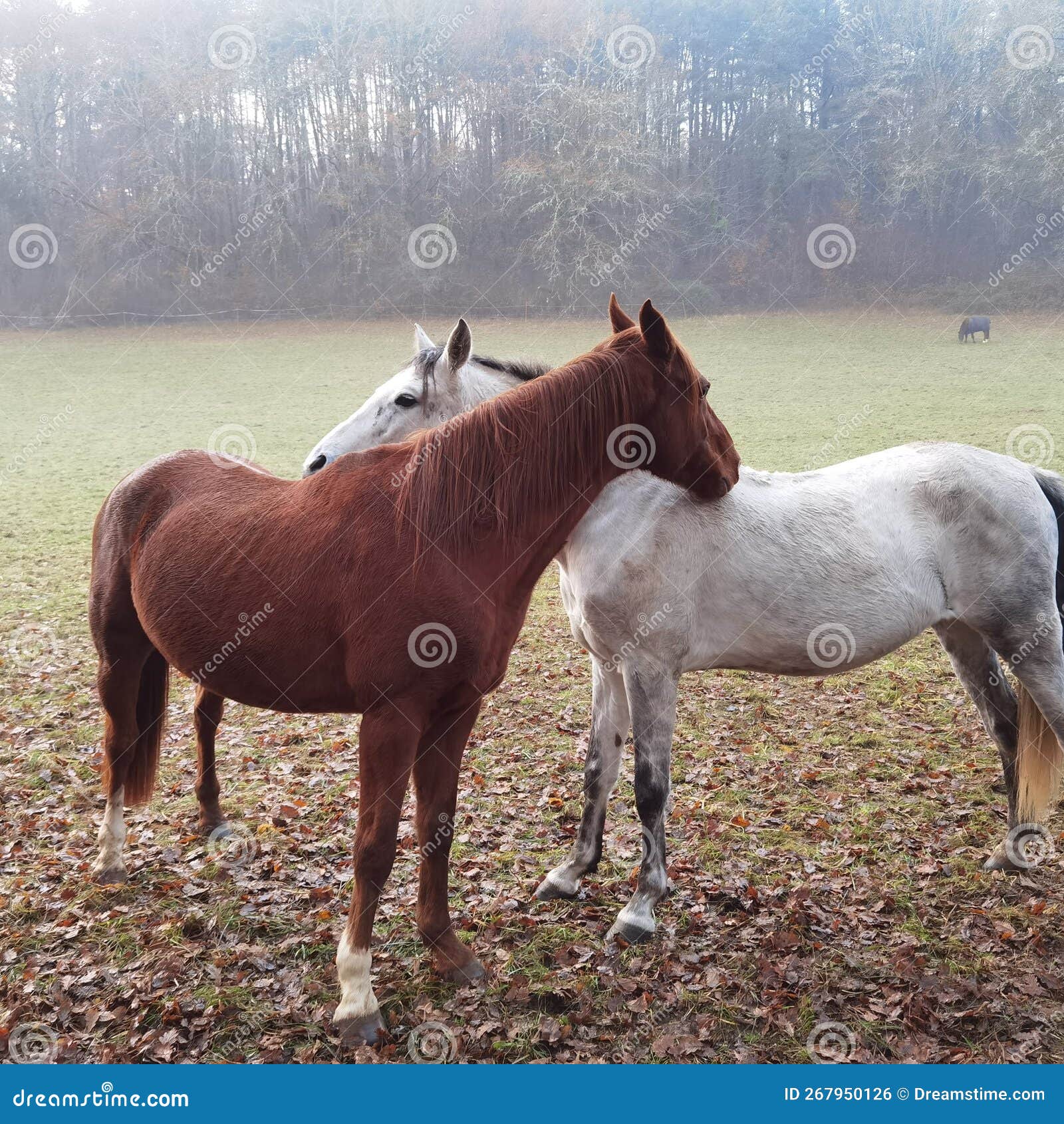 Horses in love stock photo. Image of foal, grassland - 267950126