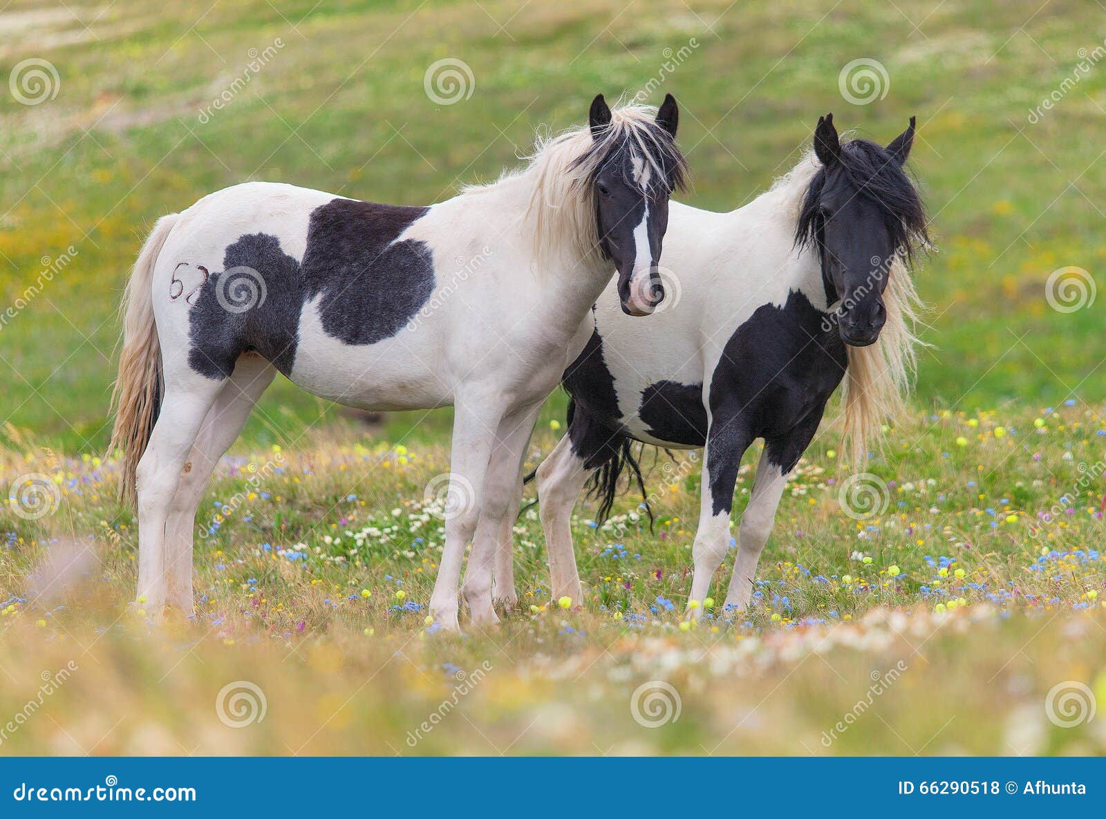 Horses on lush pasture stock photo. Image of colt, hoof - 66290518