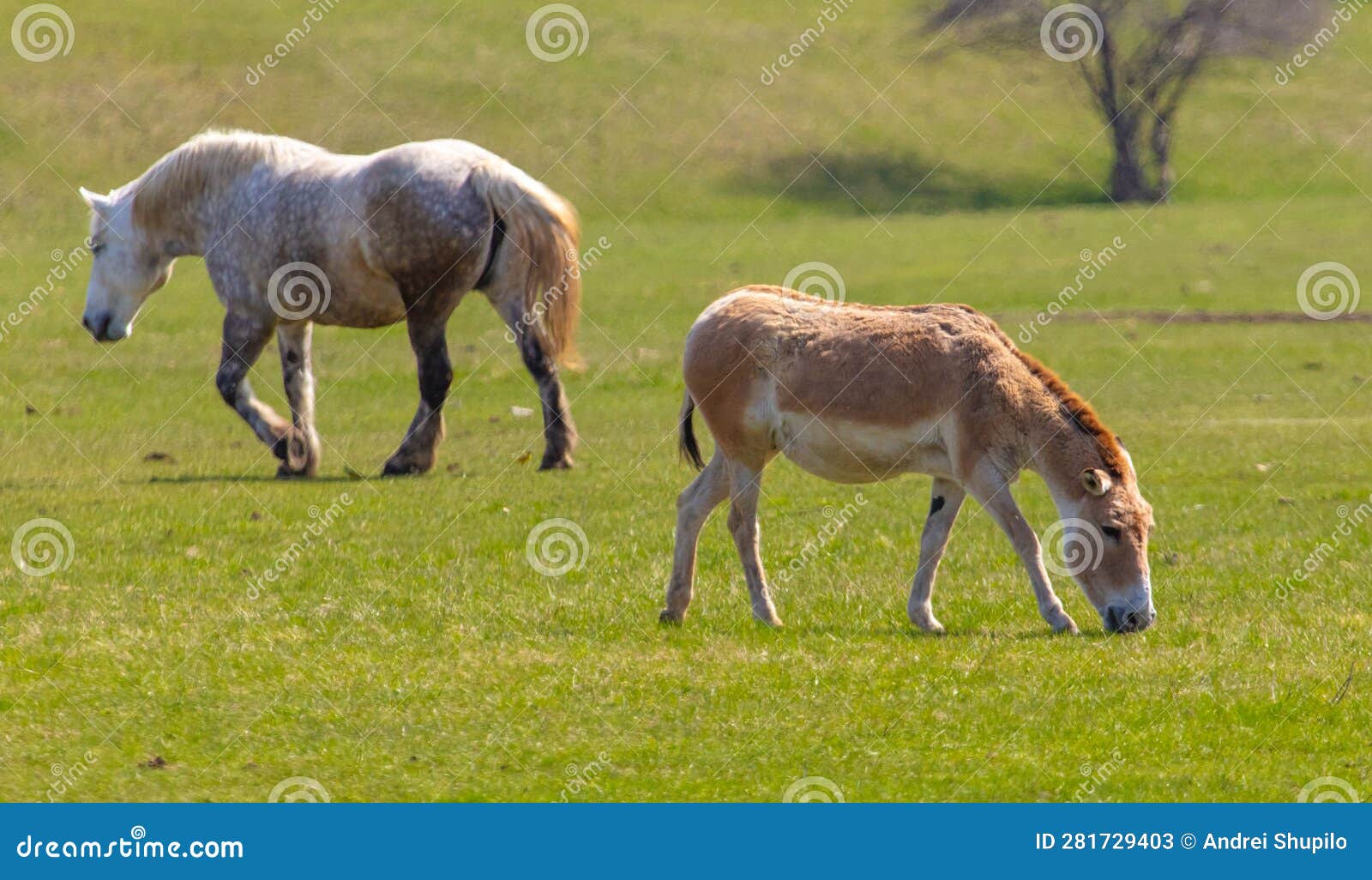 Horses on the Meadow in the Spring Stock Image - Image of freedom ...