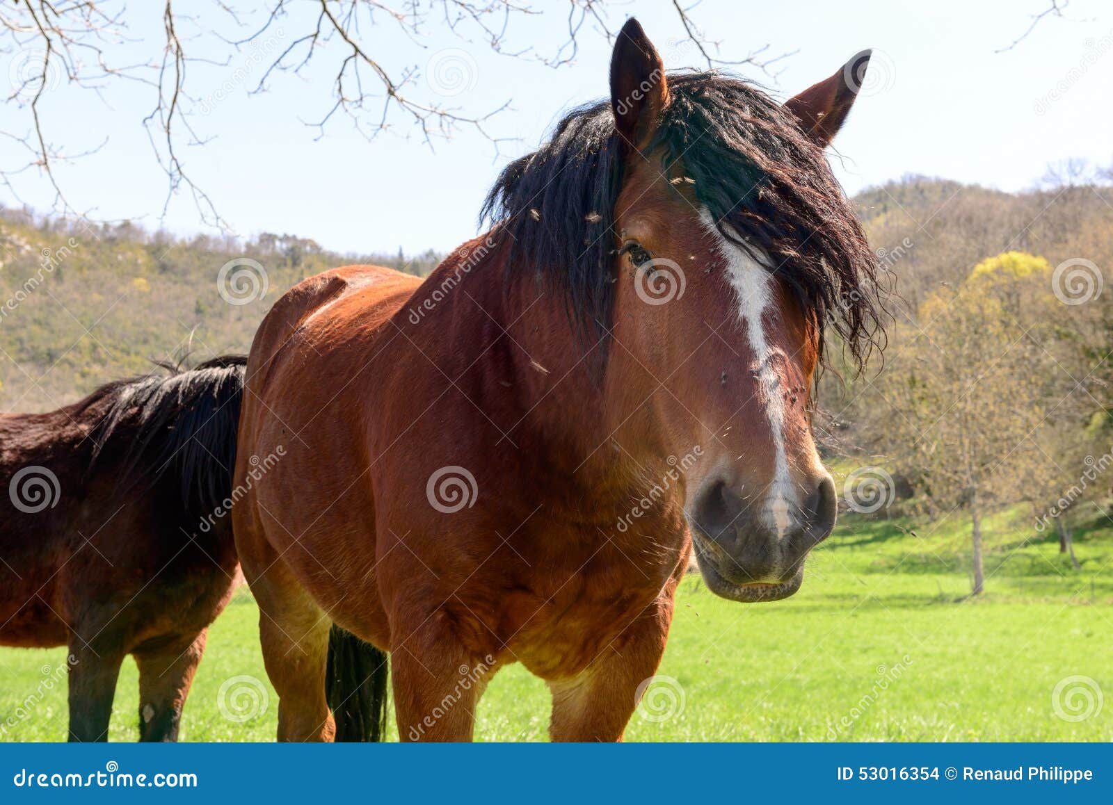 Horses in a meadow stock photo. Image of field, green - 53016354