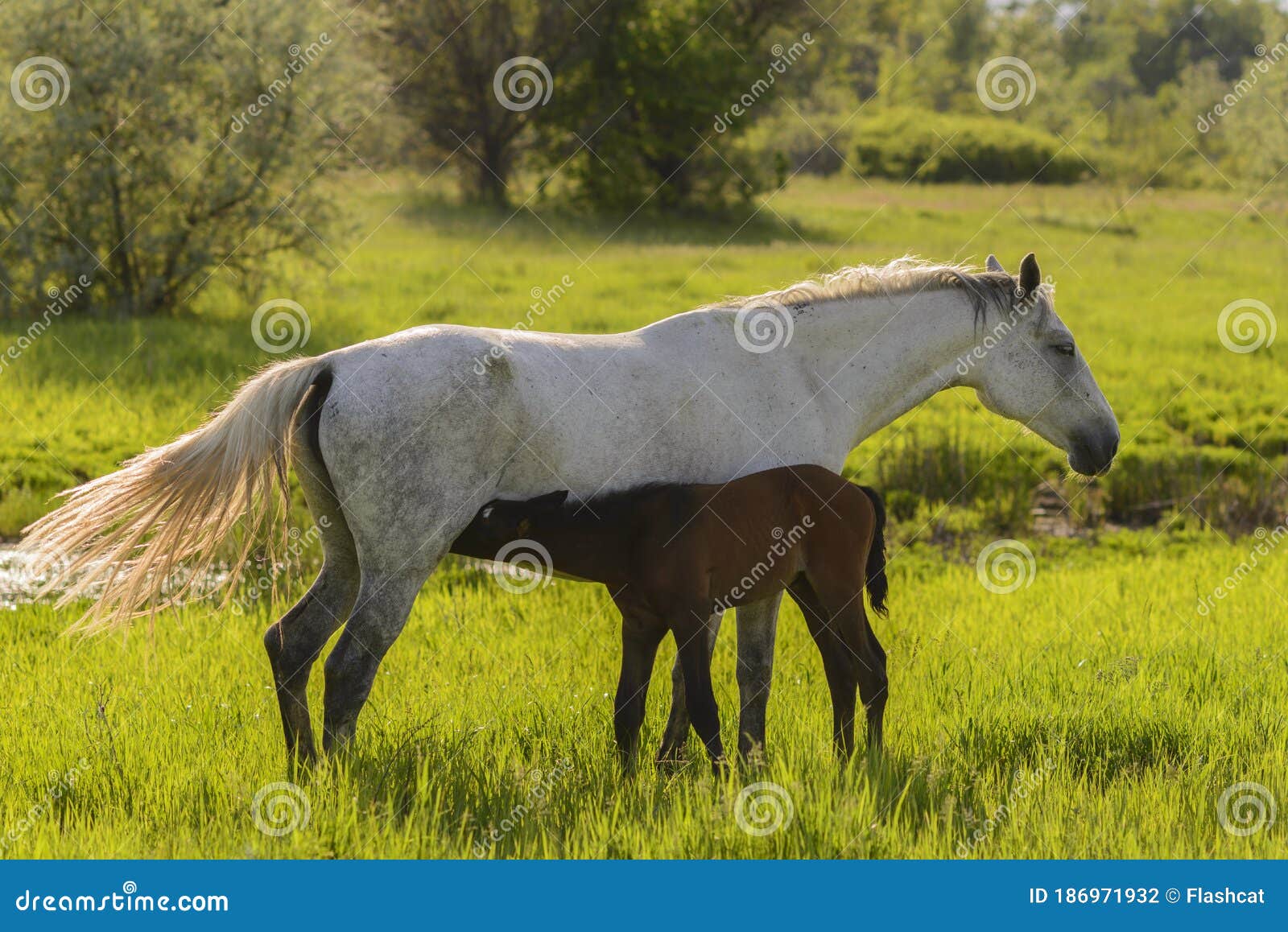 Horses on the Meadow on Spring Stock Photo - Image of sunset, baby ...