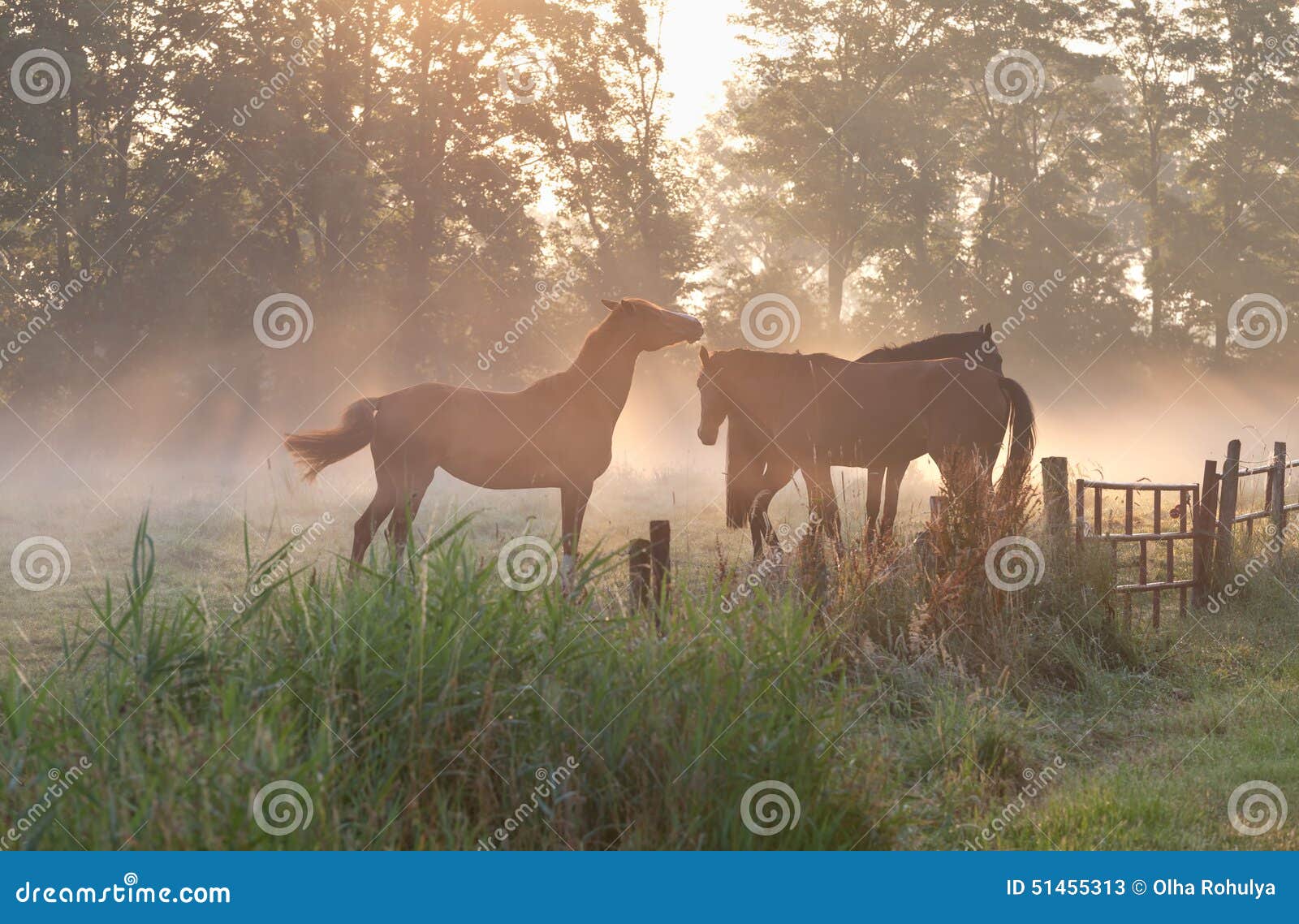 Horses in mist at sunrise stock image. Image of dutch - 51455313