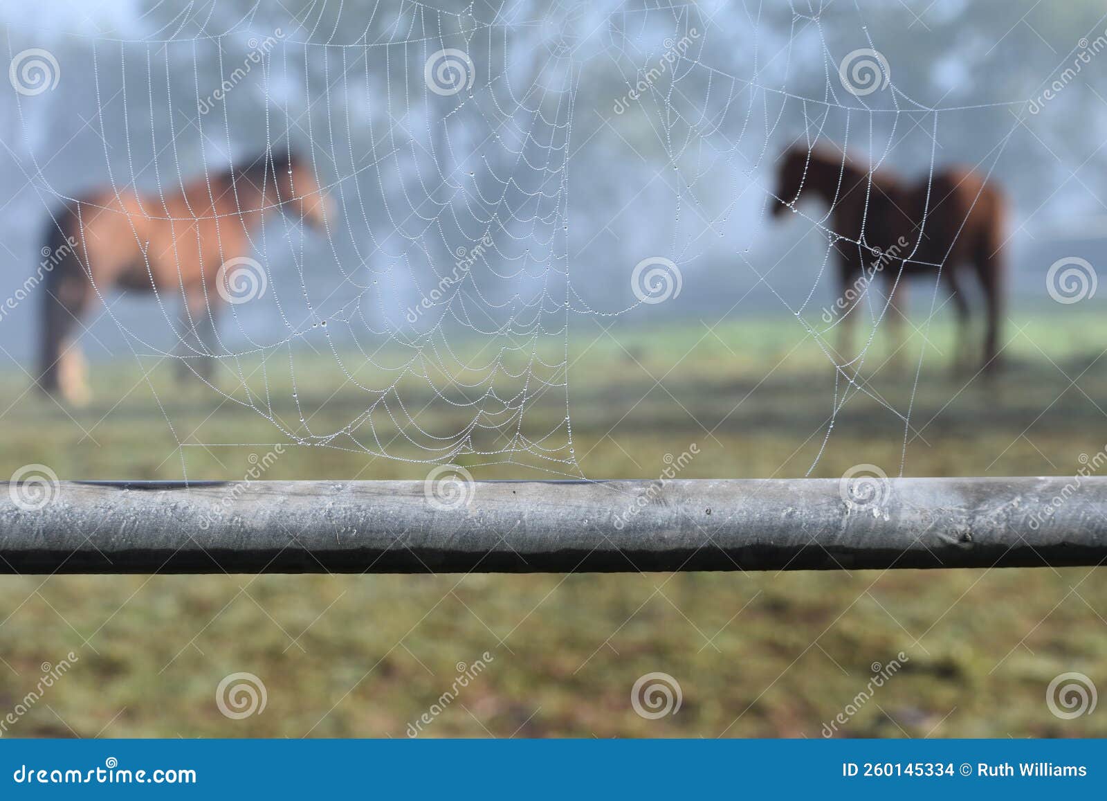 Horses, Cobwebs, Mist, Gate Stock Photo - Image of animal, sunlight ...