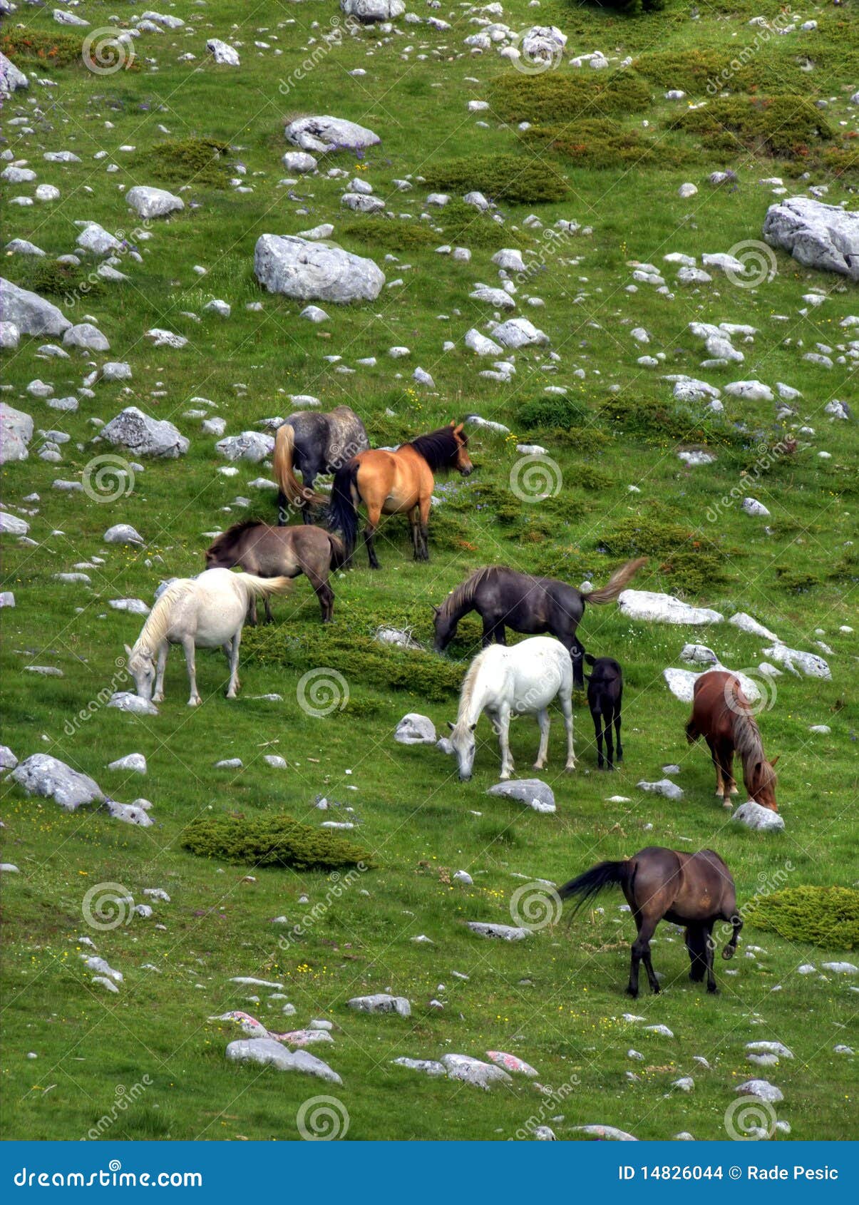 Horses on the mountain. stock photo. Image of agriculture - 14826044